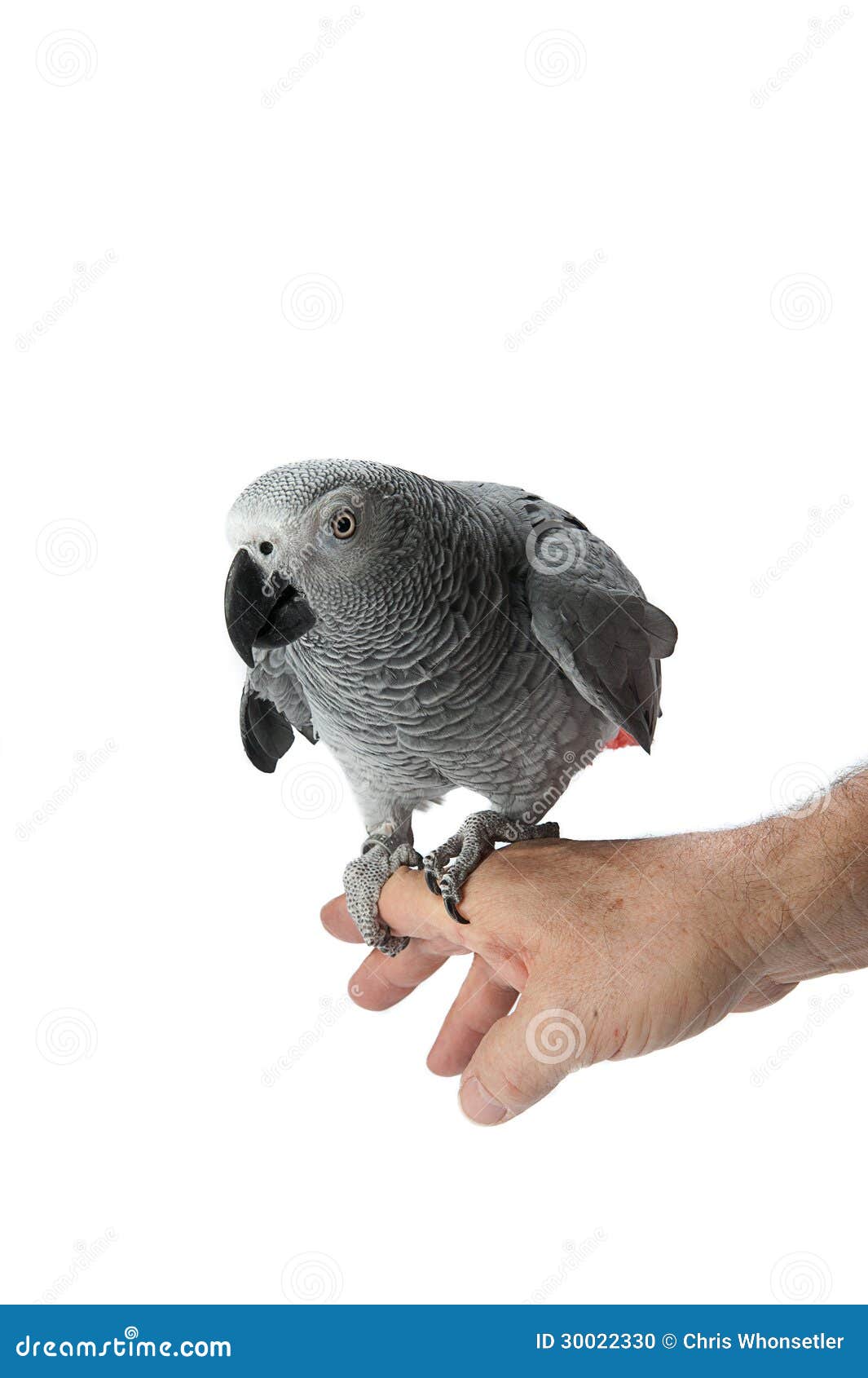 Curious African Gray Parrot Stock Photography | CartoonDealer.com #91469468