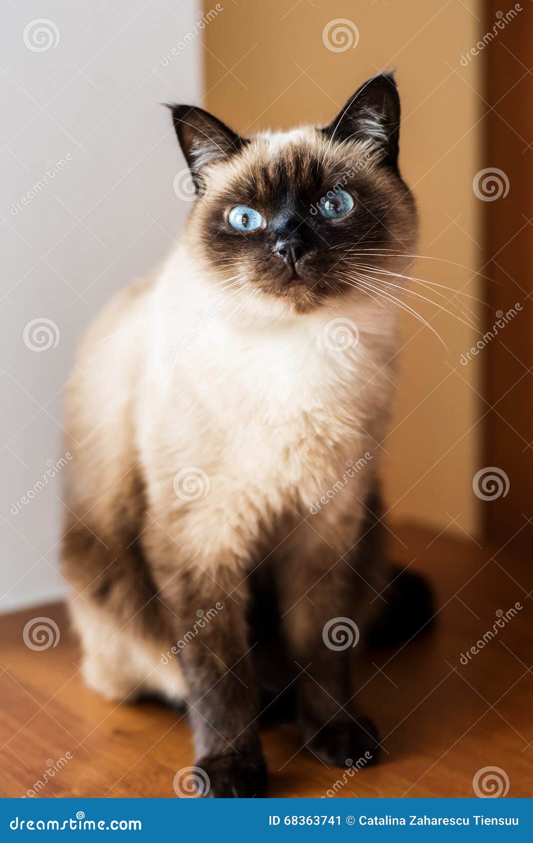 Curious and alert male cat stock image. Image of looking - 68363741