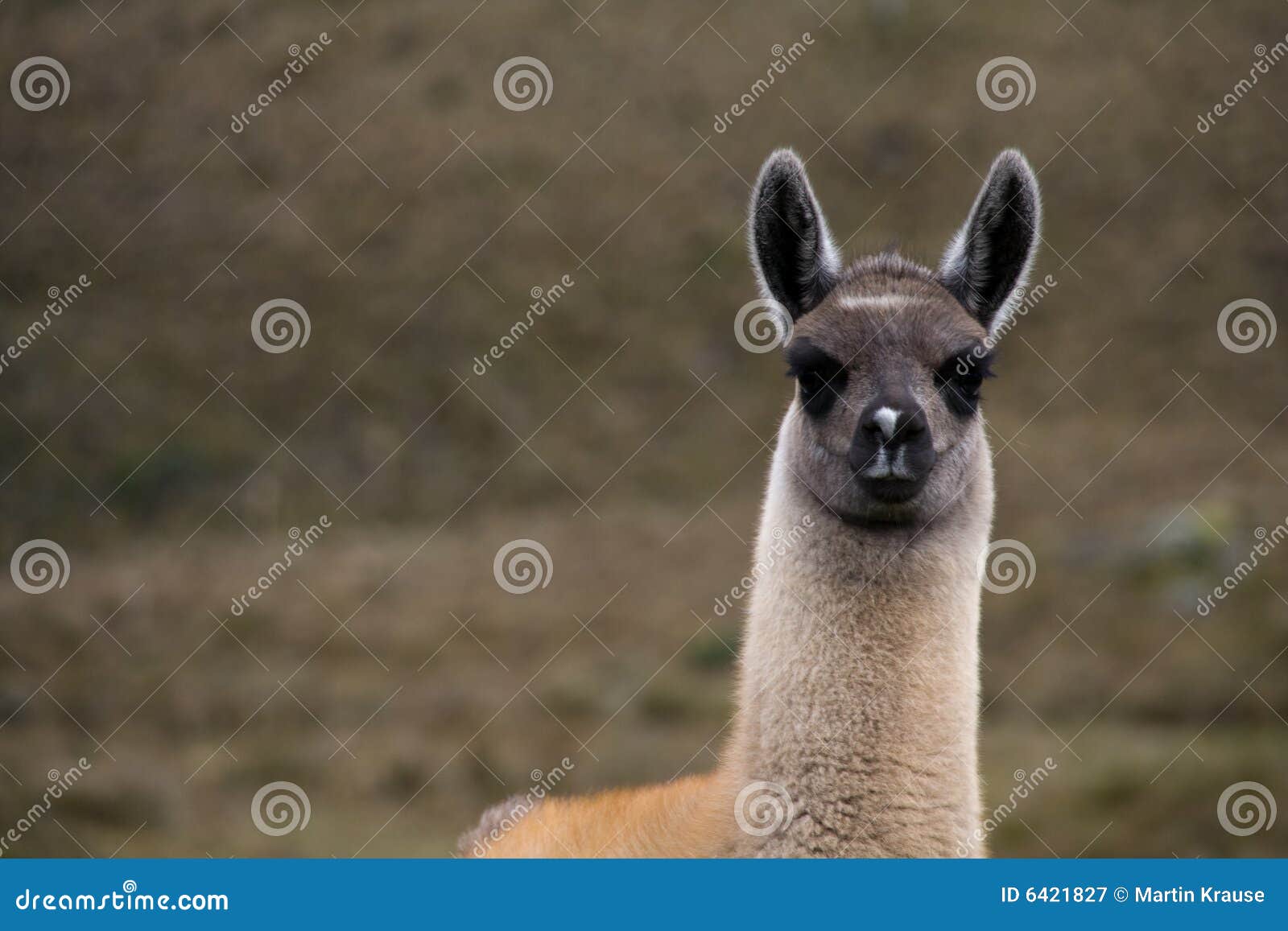 Curious alpaca stock image. Image of guanicoe, guild, guanaco - 6421827