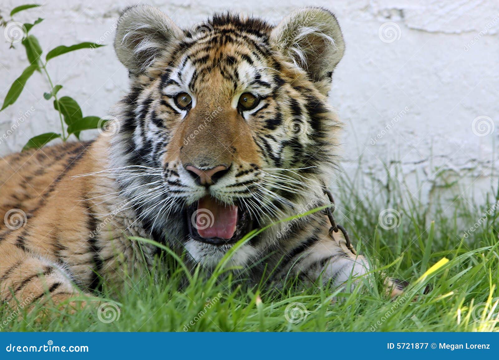Curious Amur Tiger stock image. Image of outdoors, siberian - 5721877