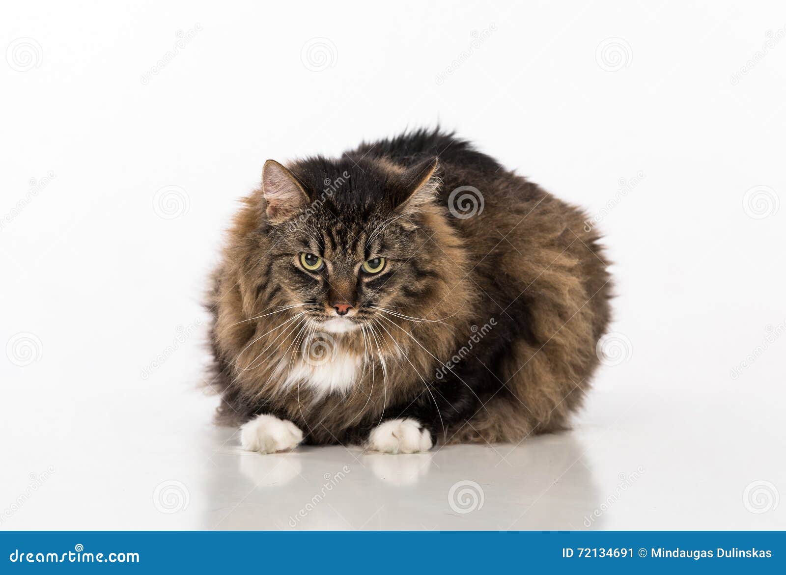 Curious and Angry Dark Cat Sitting on the White Table. Portrait. White ...