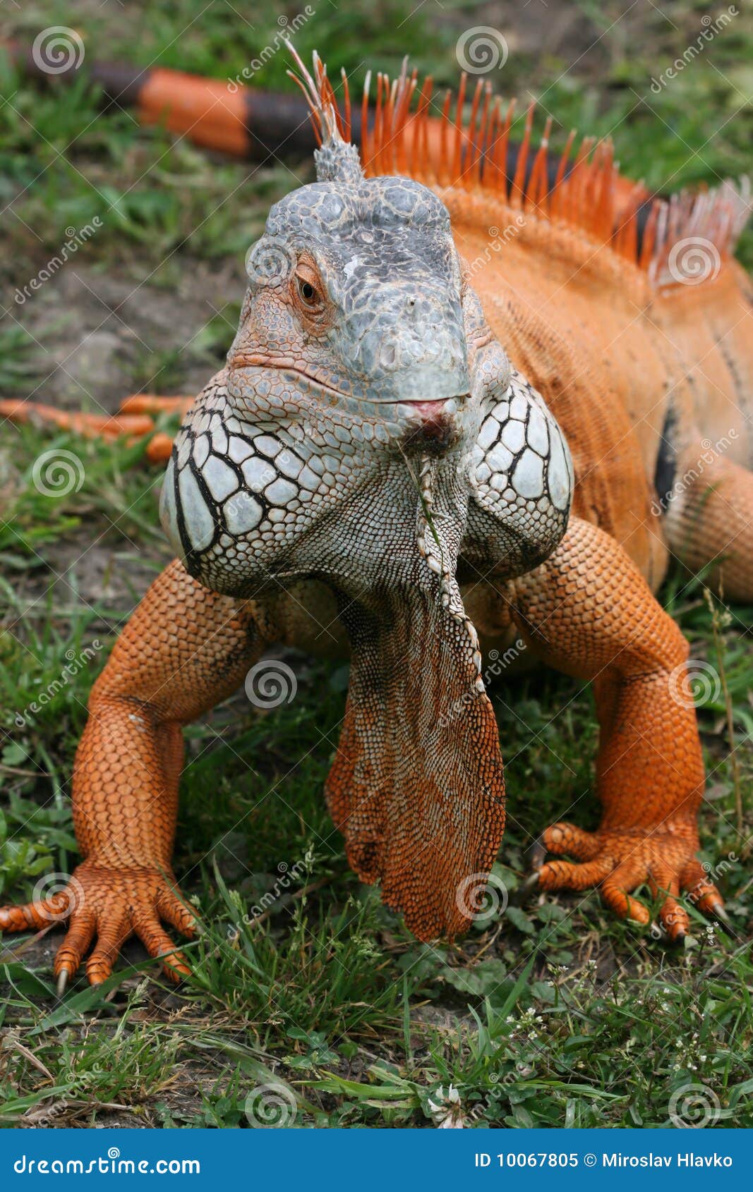Curious animal stock image. Image of iguana, carcass - 10067805