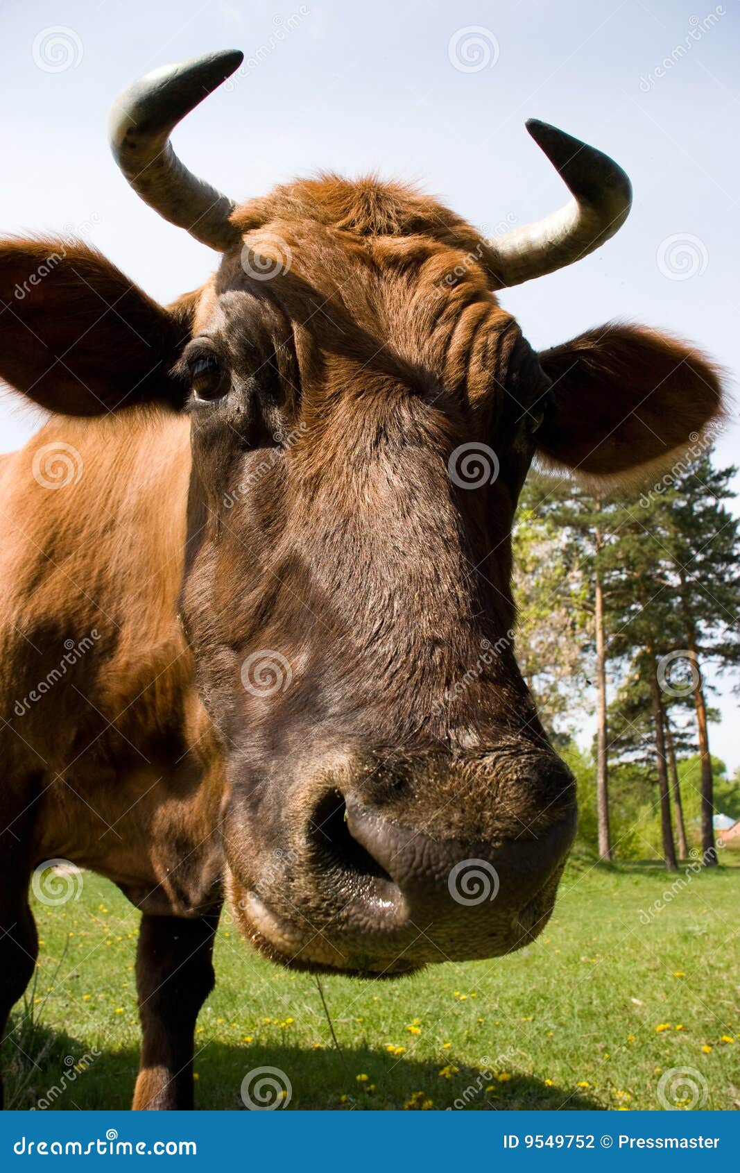 Curious animal stock photo. Image of graze, cattle, livestock - 9549752