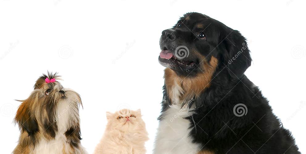 Curious animals stock image. Image of adorable, copy - 28523875