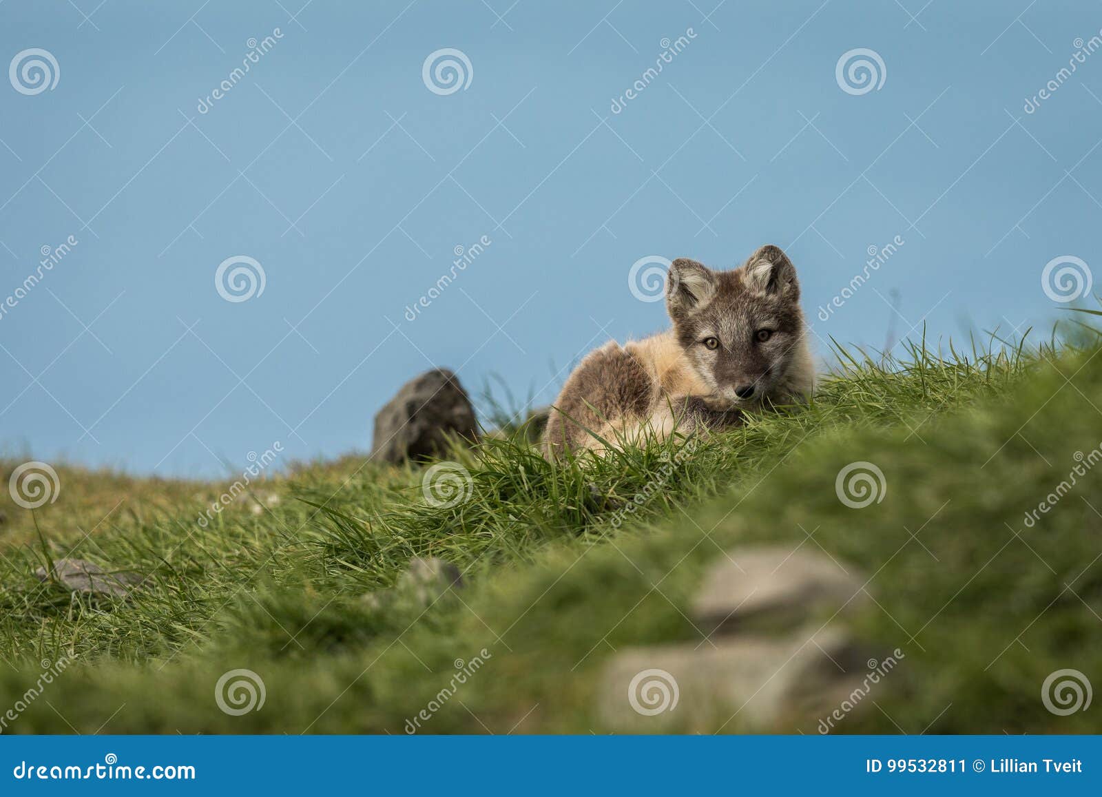 Curious Arctic Wolf Royalty-Free Stock Photography | CartoonDealer.com ...