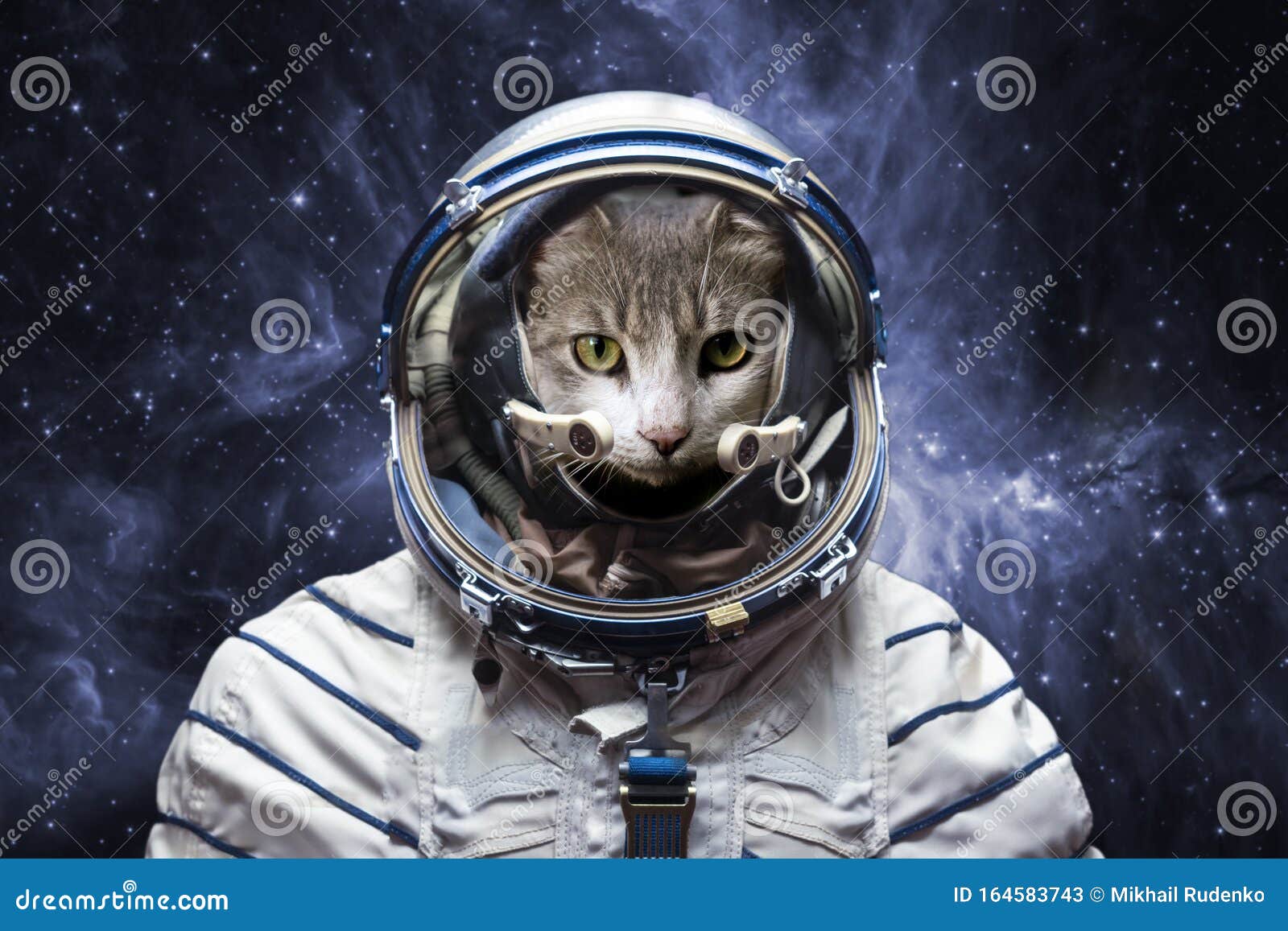 Curious Astronaut Cat in Outer Space, Explore Universe, Elements of ...