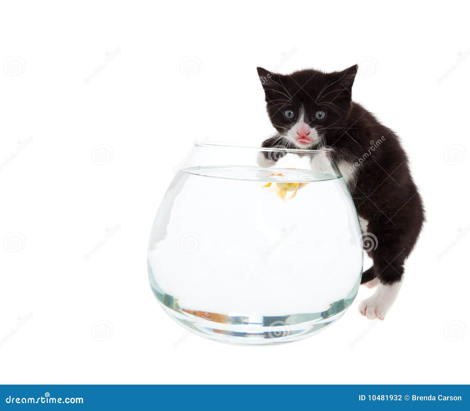 Curious Baby Fennec Fox Stands Alert Twitching Ears And Tiny Black Nose ...