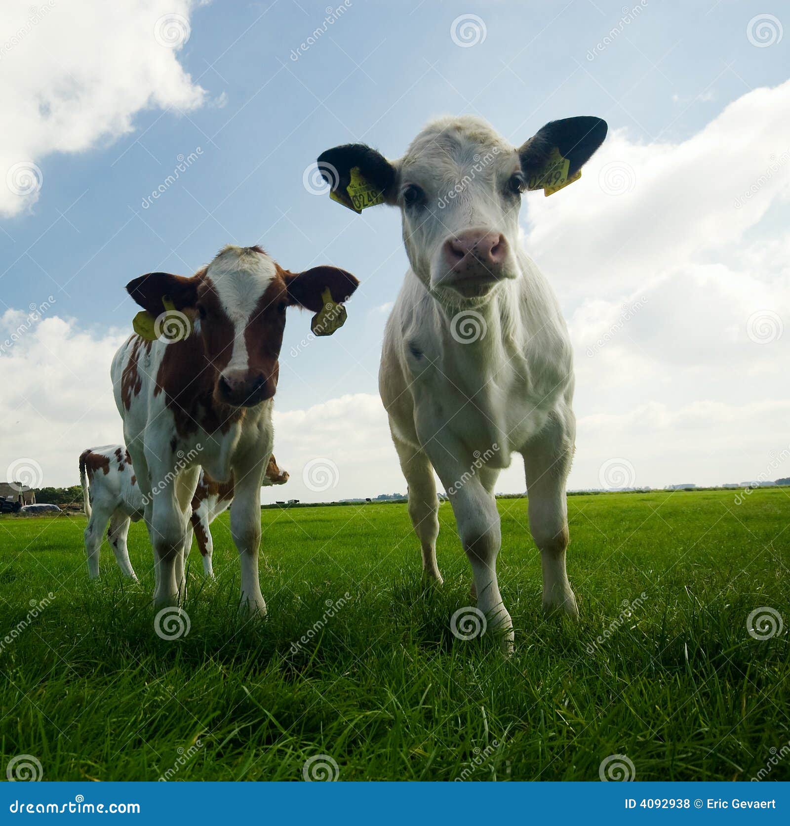Curious baby cows stock photo. Image of funky, animal - 4092938