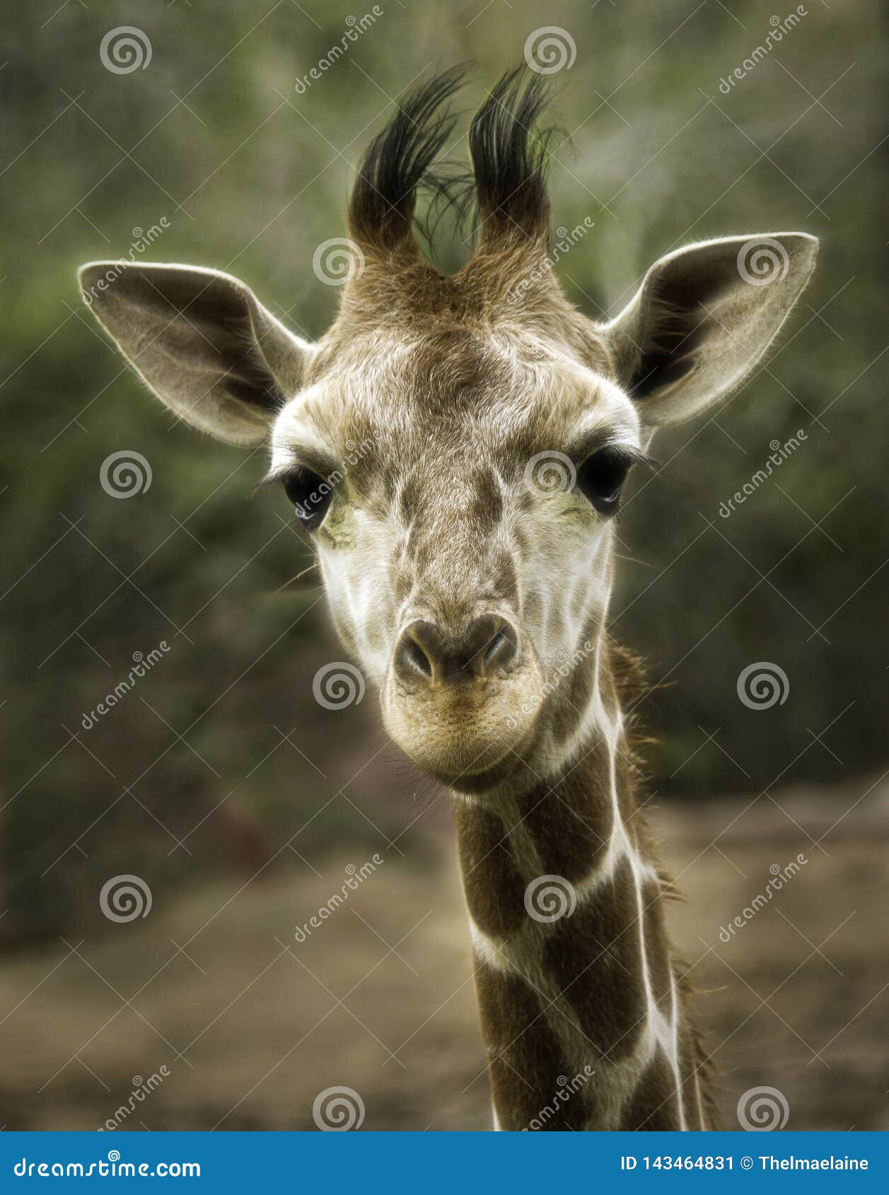 Curious Baby Giraffe Looking Directly into the Camera Stock Image ...