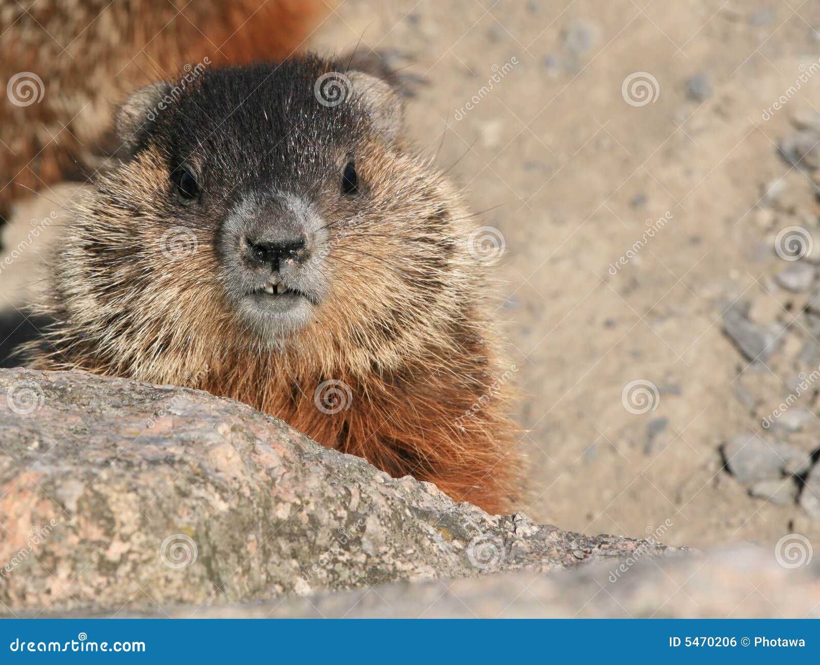 Curious Baby Groundhog stock photo. Image of brown, rodent - 5470206