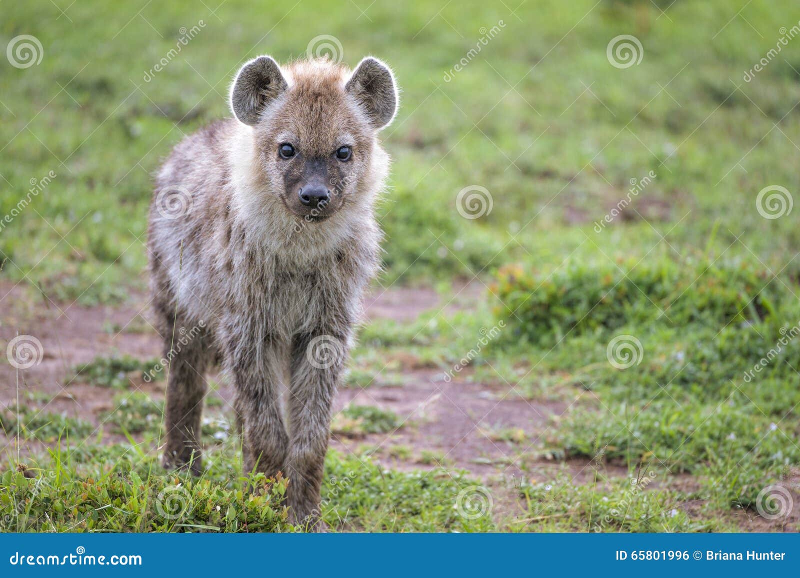 Curious Baby Hyena stock photo. Image of bokeh, eyes - 65801996