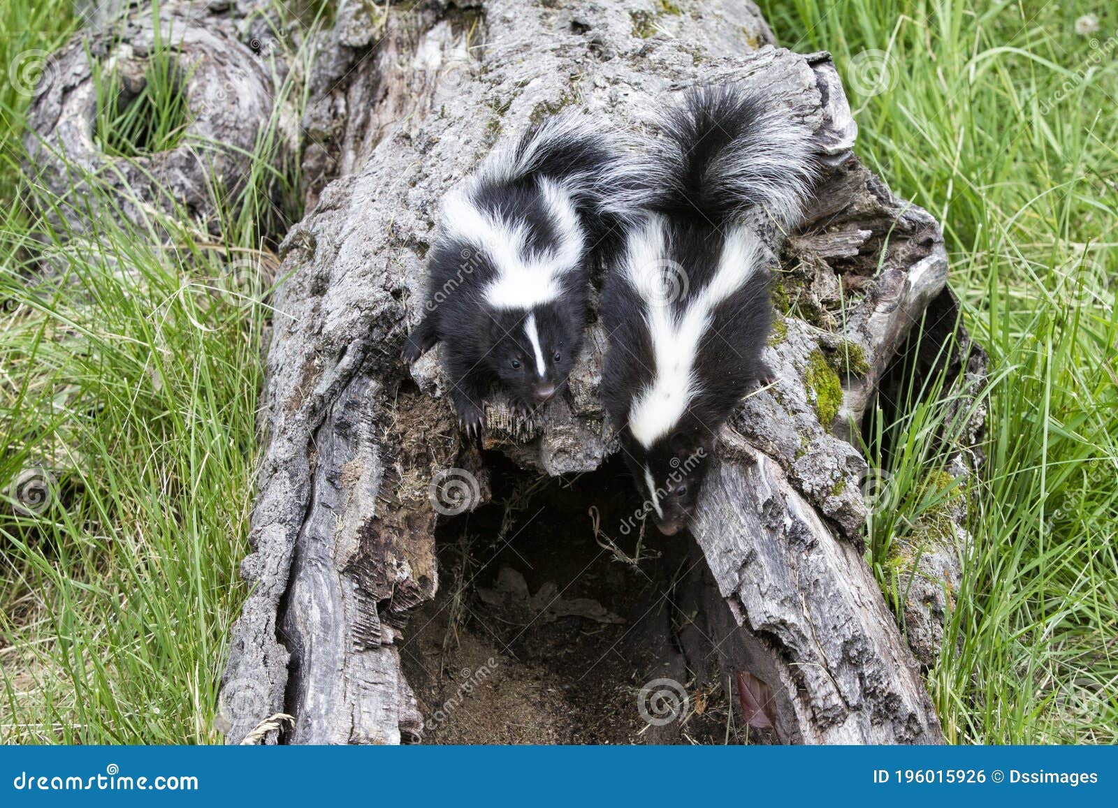 Curious Baby Skunks on a Log Stock Photo - Image of white, family ...