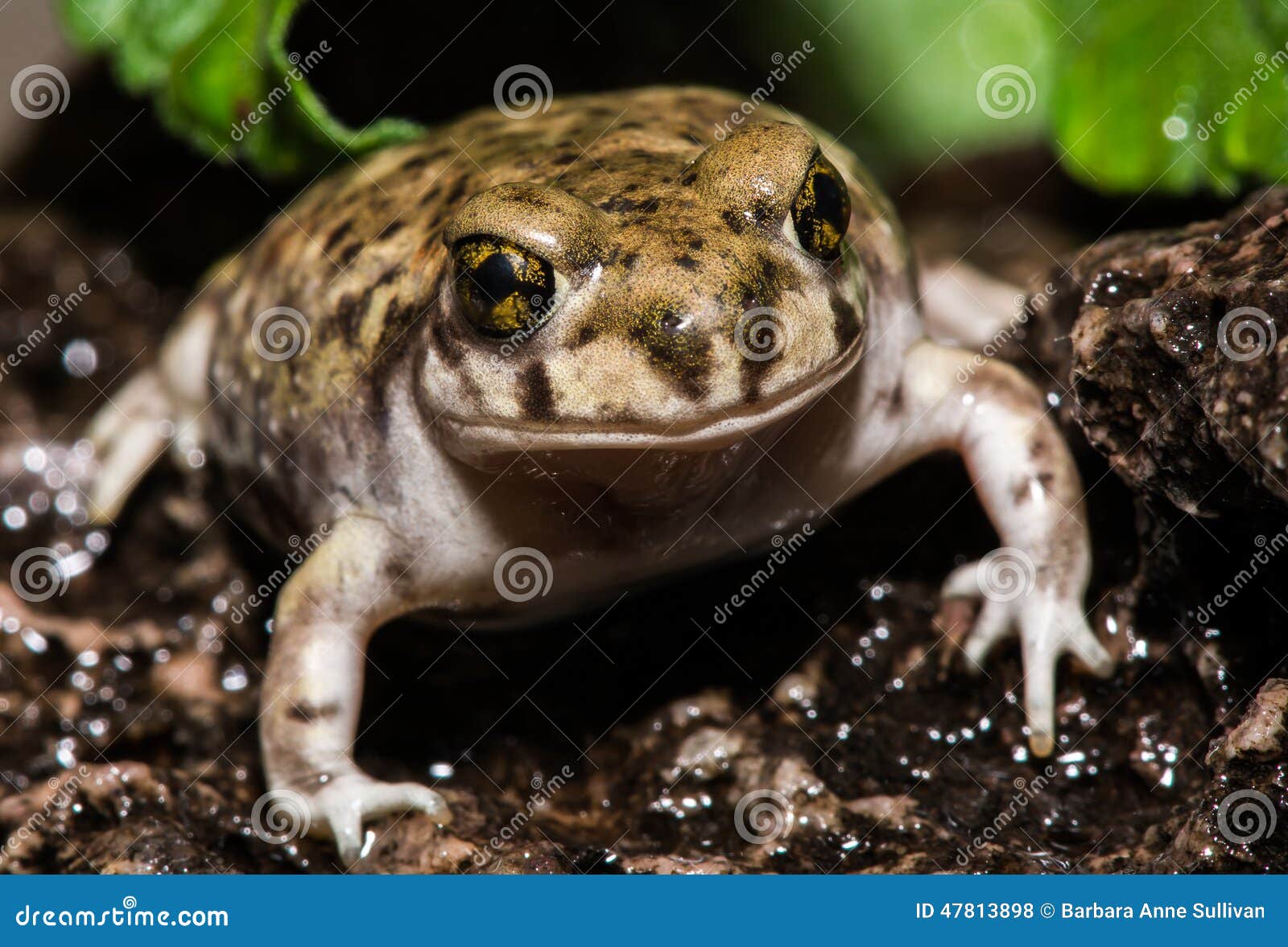 Curious Backyard Toad stock photo. Image of closeup, orange - 47813898