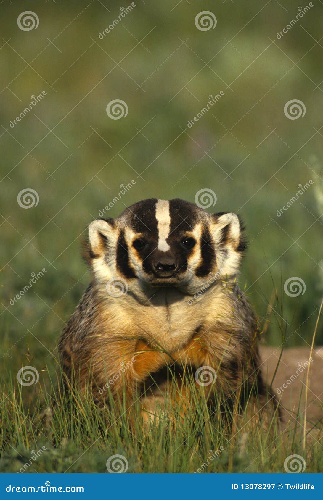 Curious Badger stock image. Image of dirt, badger, burrow - 13078297