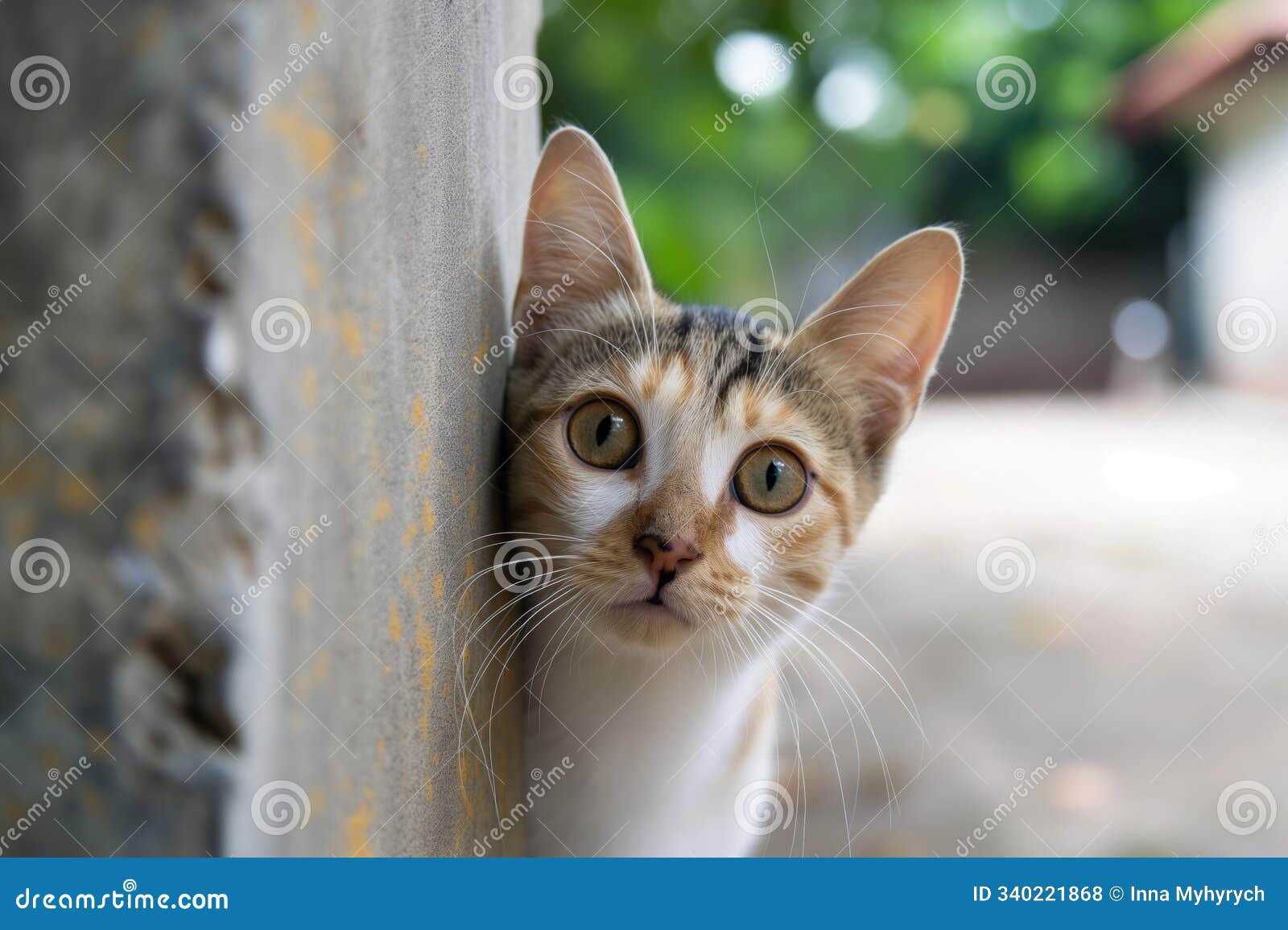 Curious Barn Tabby Cat Peeking Around Corner Stock Illustration ...