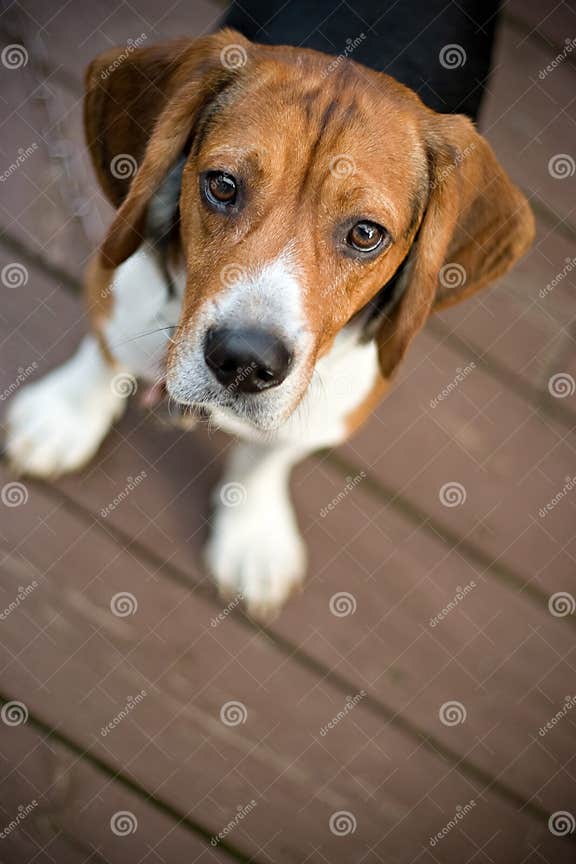 Curious Beagle stock image. Image of head, leash, adorable - 6670637