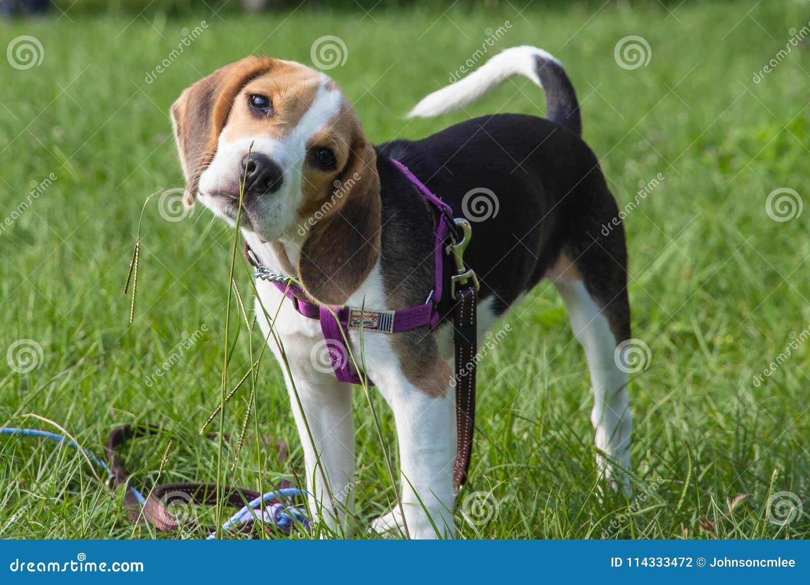 Curious Beagle Puppy Sniffing the Grass for the First Time Stock Photo ...