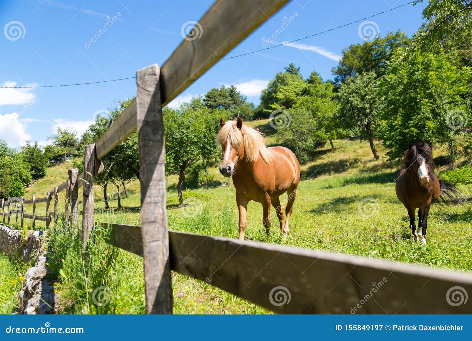 Curious, Beautiful Brown Horses at a Paddock Stock Image - Image of ...