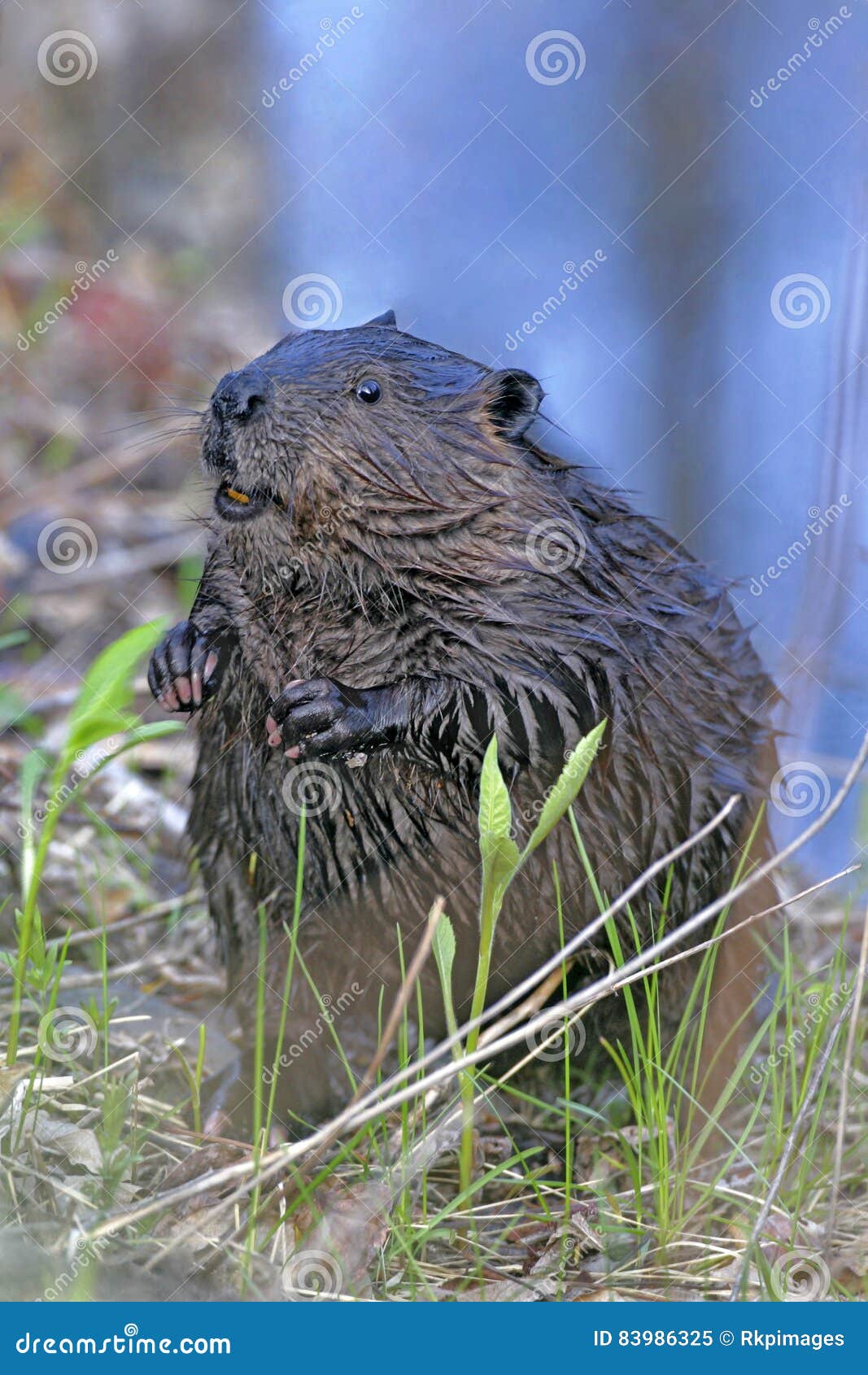 Curious Beaver stock image. Image of castor, mammal, wildlife - 83986325