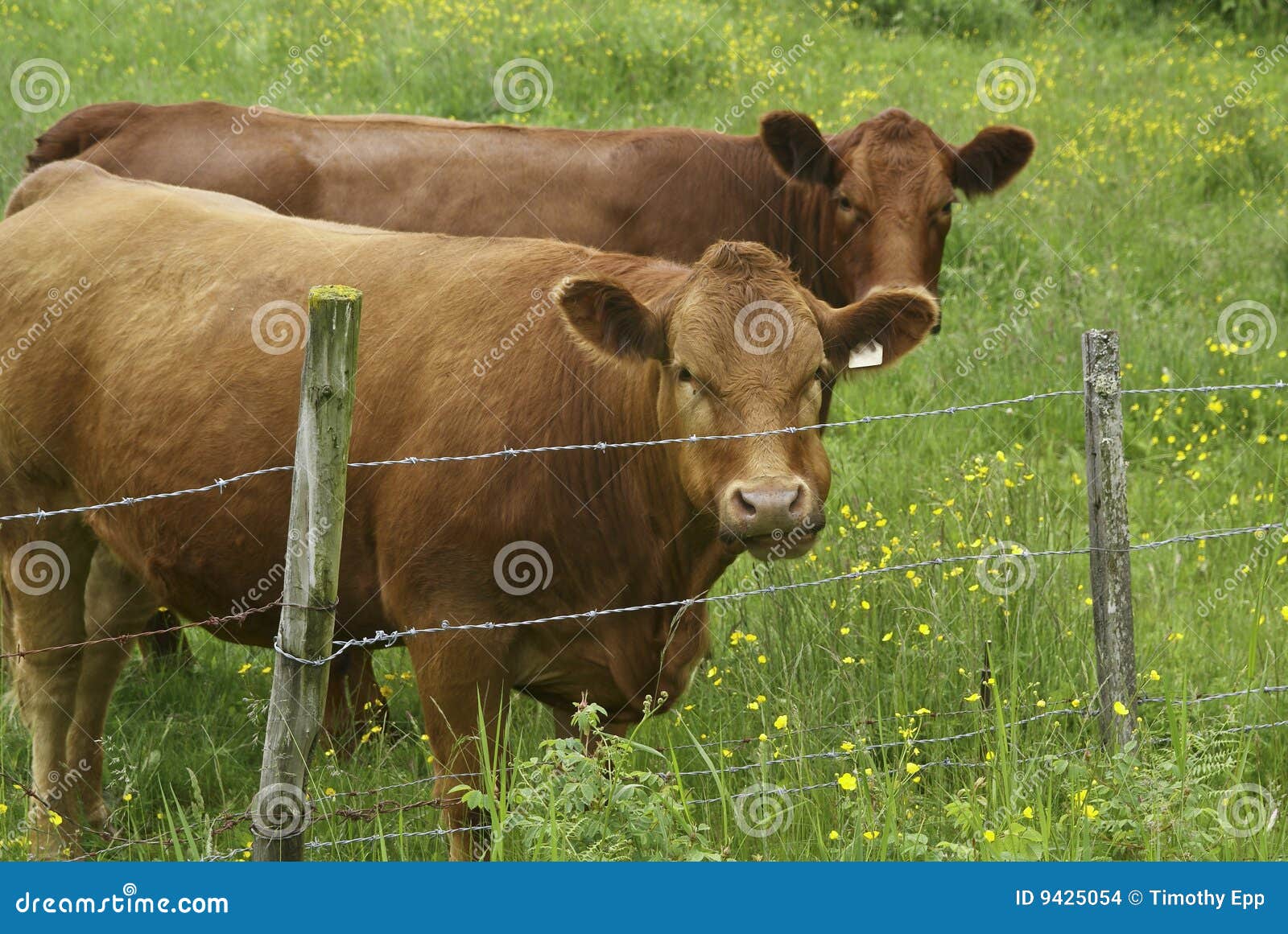Curious beef cattle stock photo. Image of field, beef - 9425054