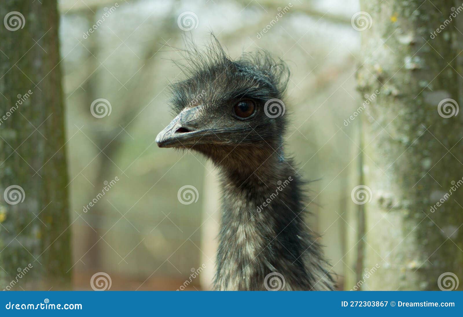 Curious big bird emu stock image. Image of mammal, wing - 272303867