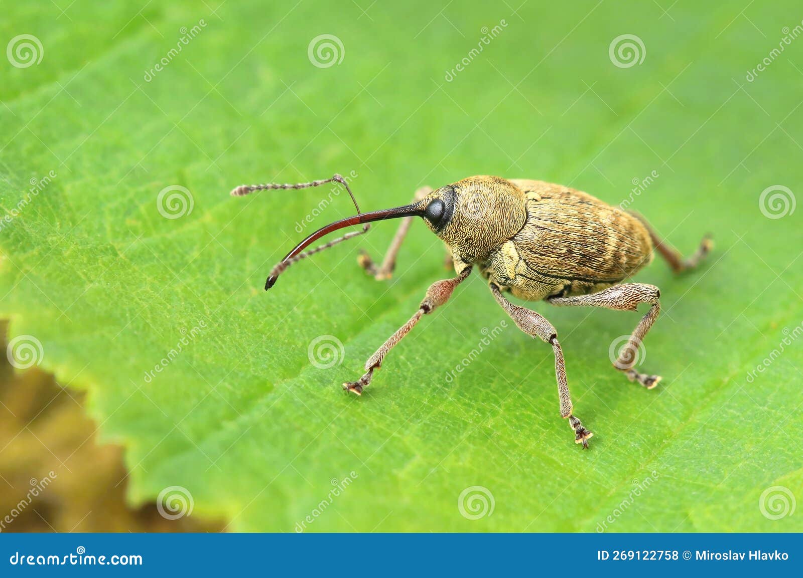 Curious Big Nosed Beetle Nut Weevil Stock Photo - Image of macro ...