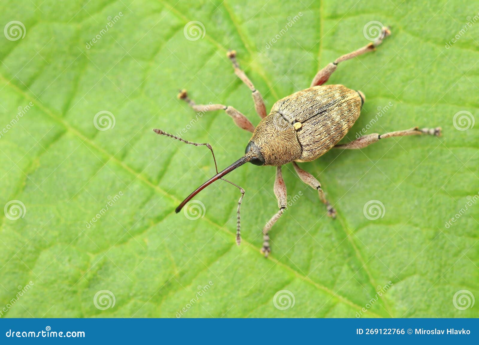 Curious Big Nosed Beetle Nut Weevil Stock Photo - Image of macro ...