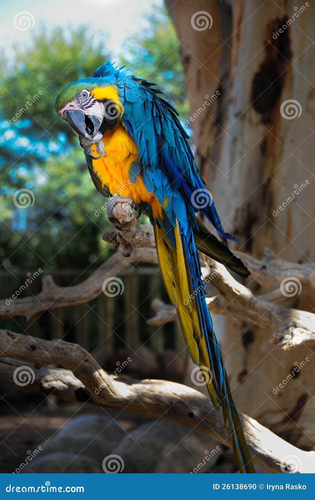 Curious Big Parrot on a Branch Stock Photo - Image of bird, bright ...