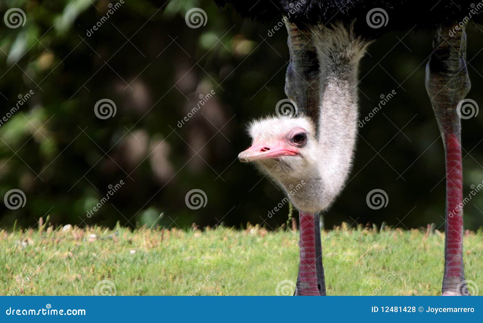 Curious Bird stock photo. Image of curious, ornithology - 12481428