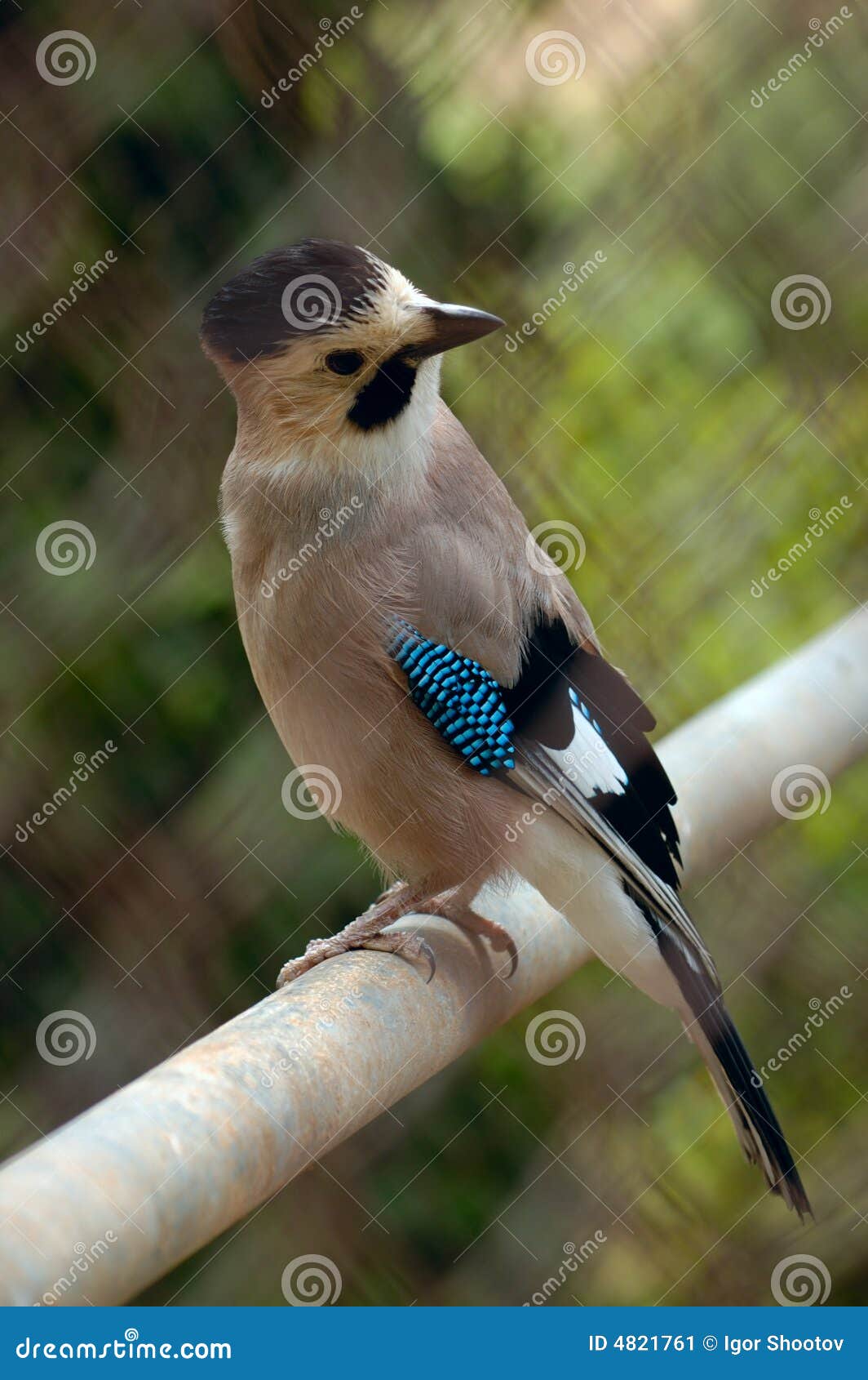 Curious bird stock image. Image of tail, sitting, wildlife - 4821761
