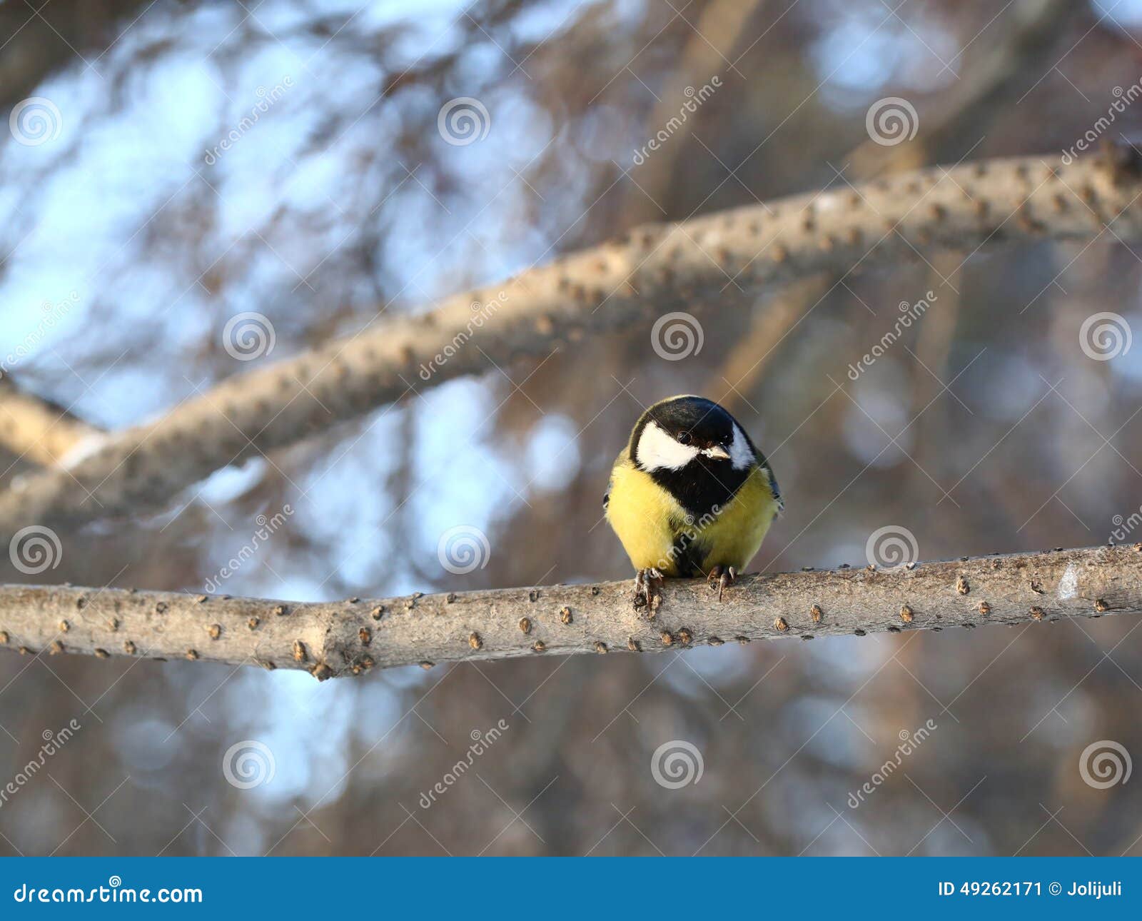 Curious bird stock image. Image of brown, beak, daylight - 49262171