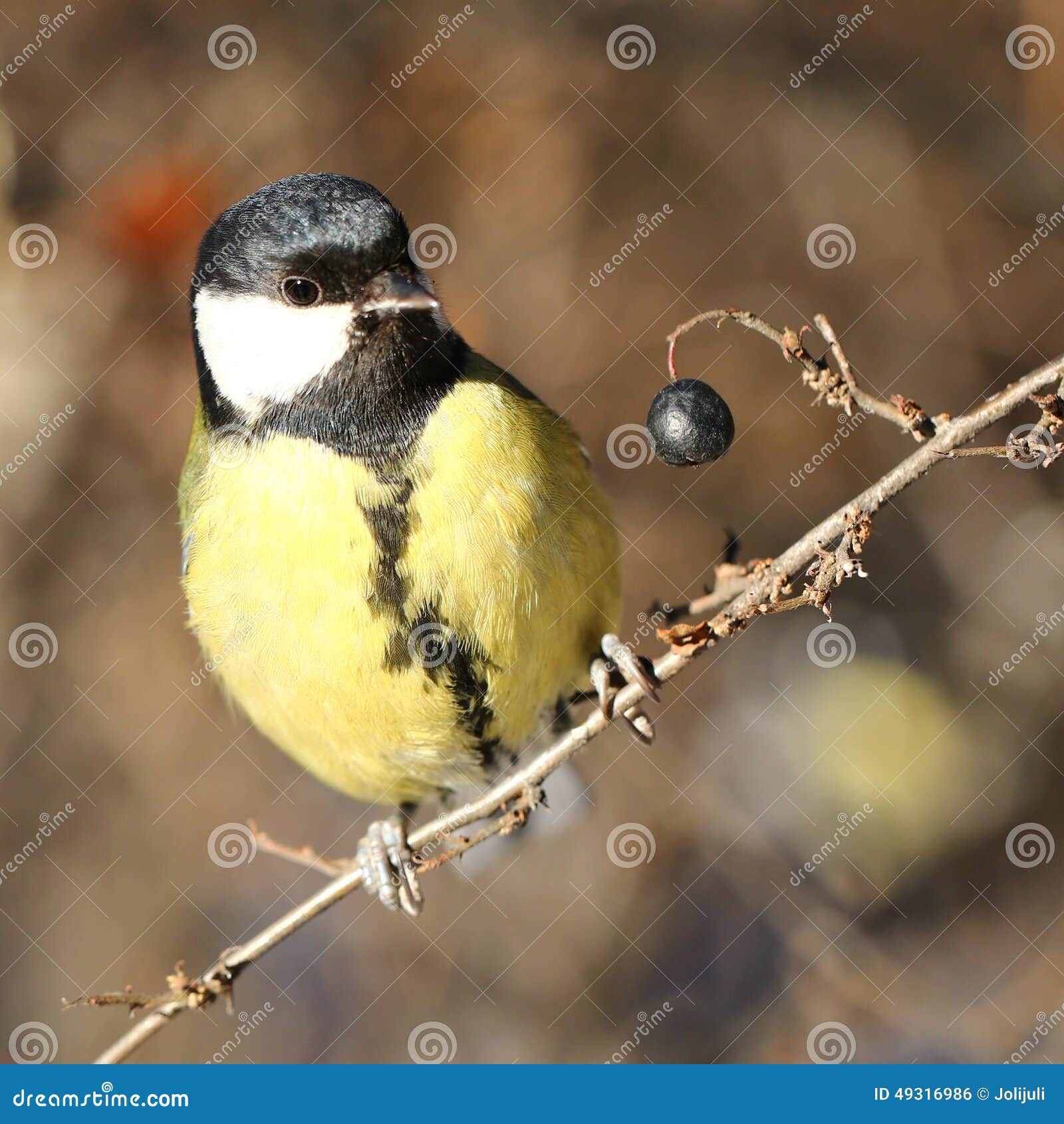 Curious bird stock photo. Image of dream, black, great - 49316986
