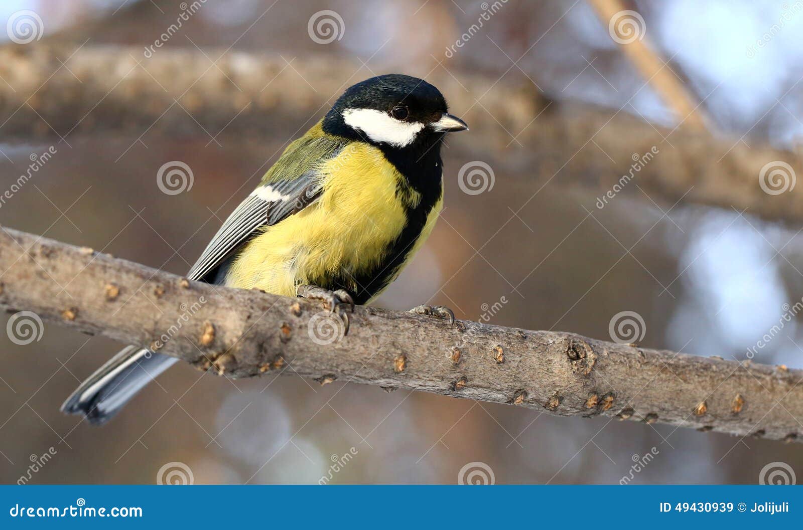 Curious bird stock image. Image of fairy, berry, good - 49430939