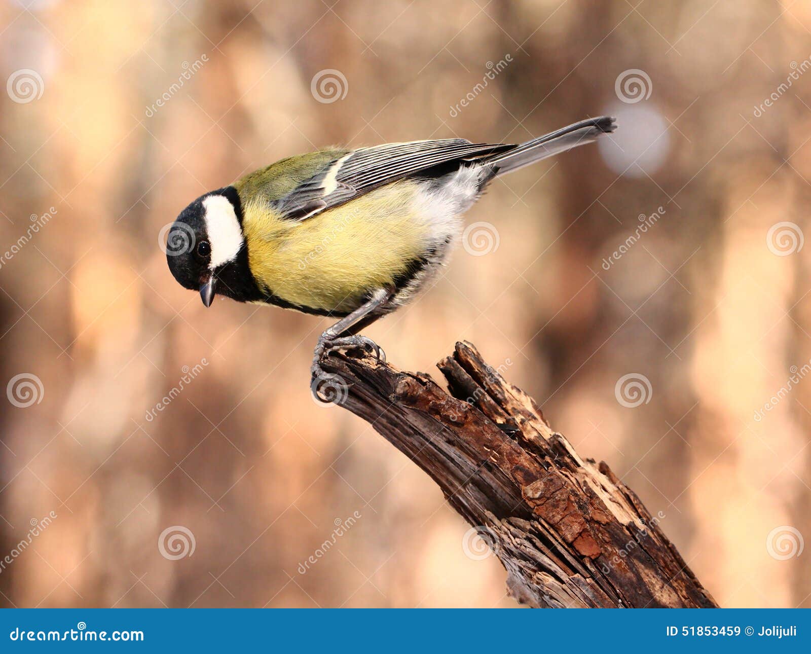 Curious bird stock image. Image of berry, birdy, forest - 51853459