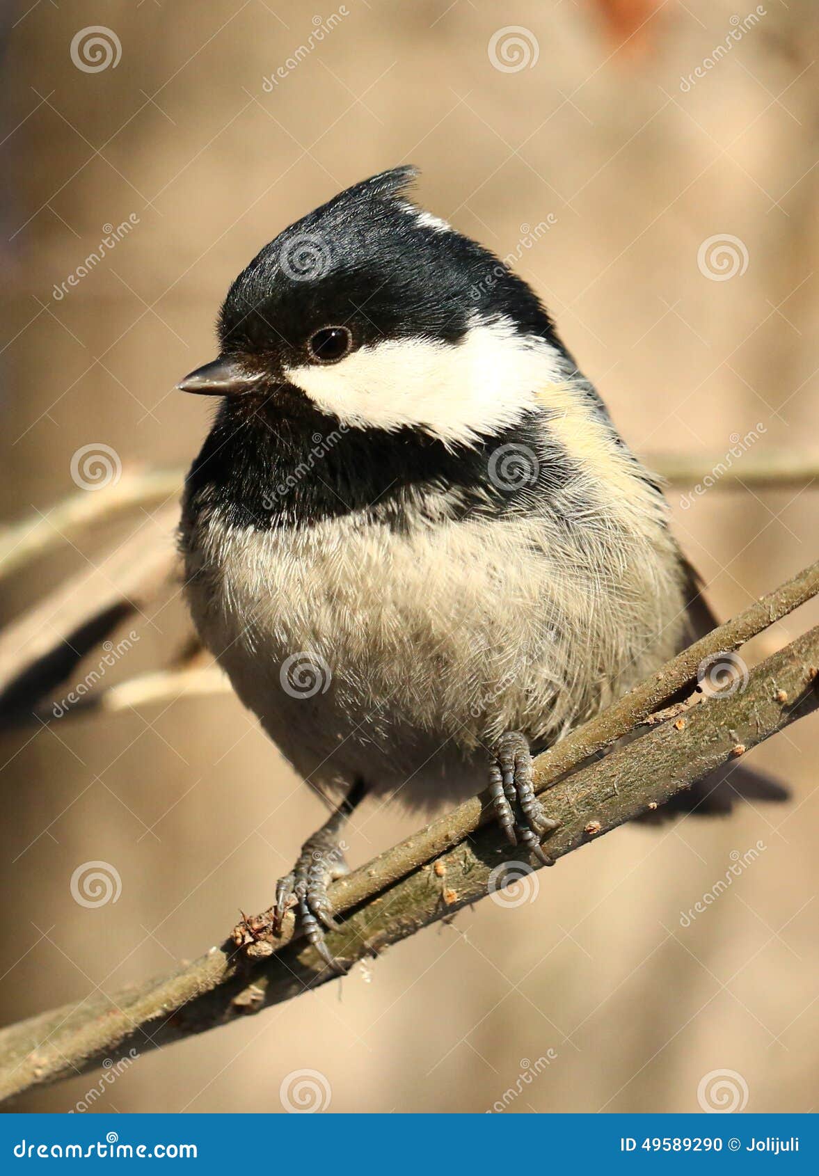 Curious bird stock photo. Image of funny, bird, back - 49589290