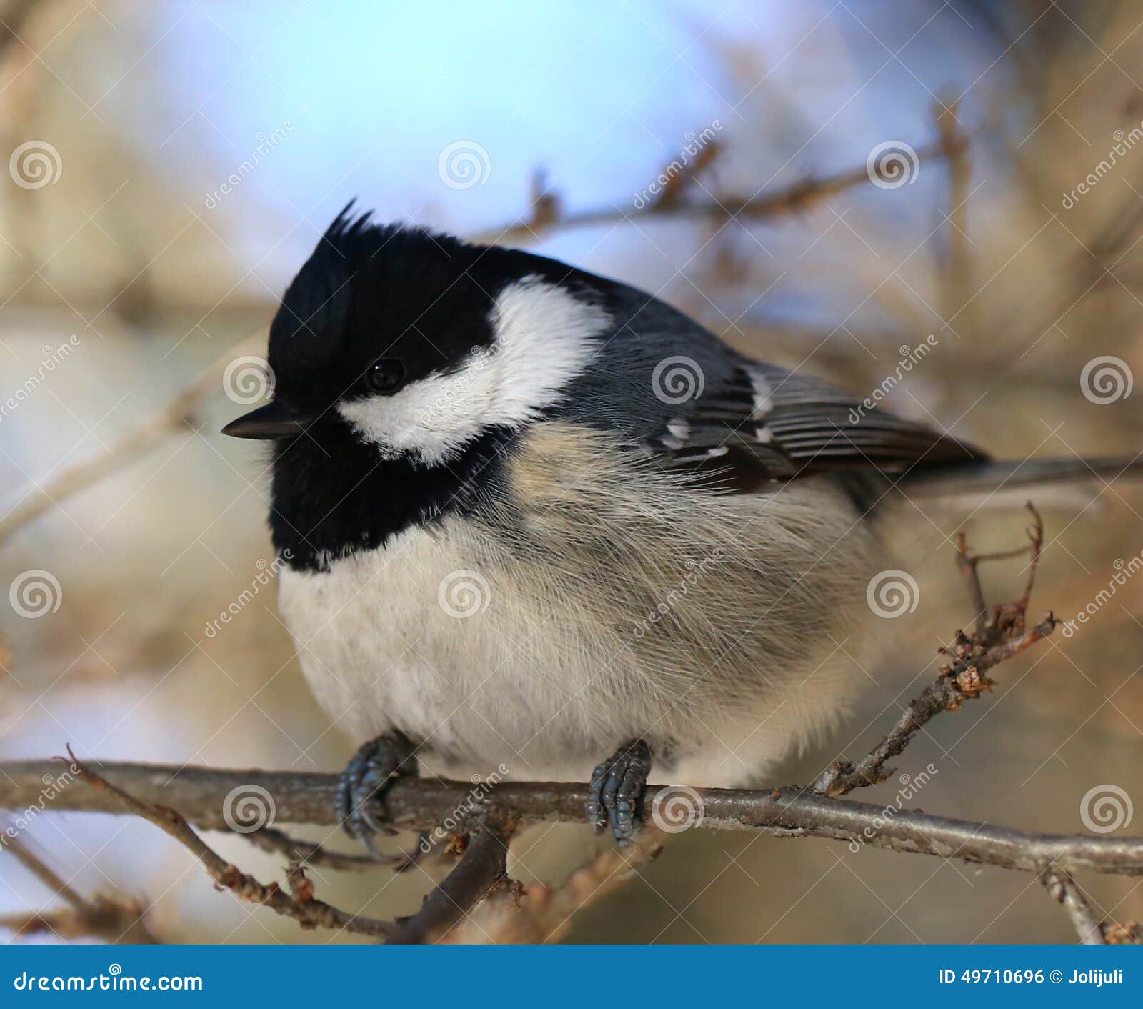 Curious bird stock photo. Image of fresh, grasp, attention - 49710696