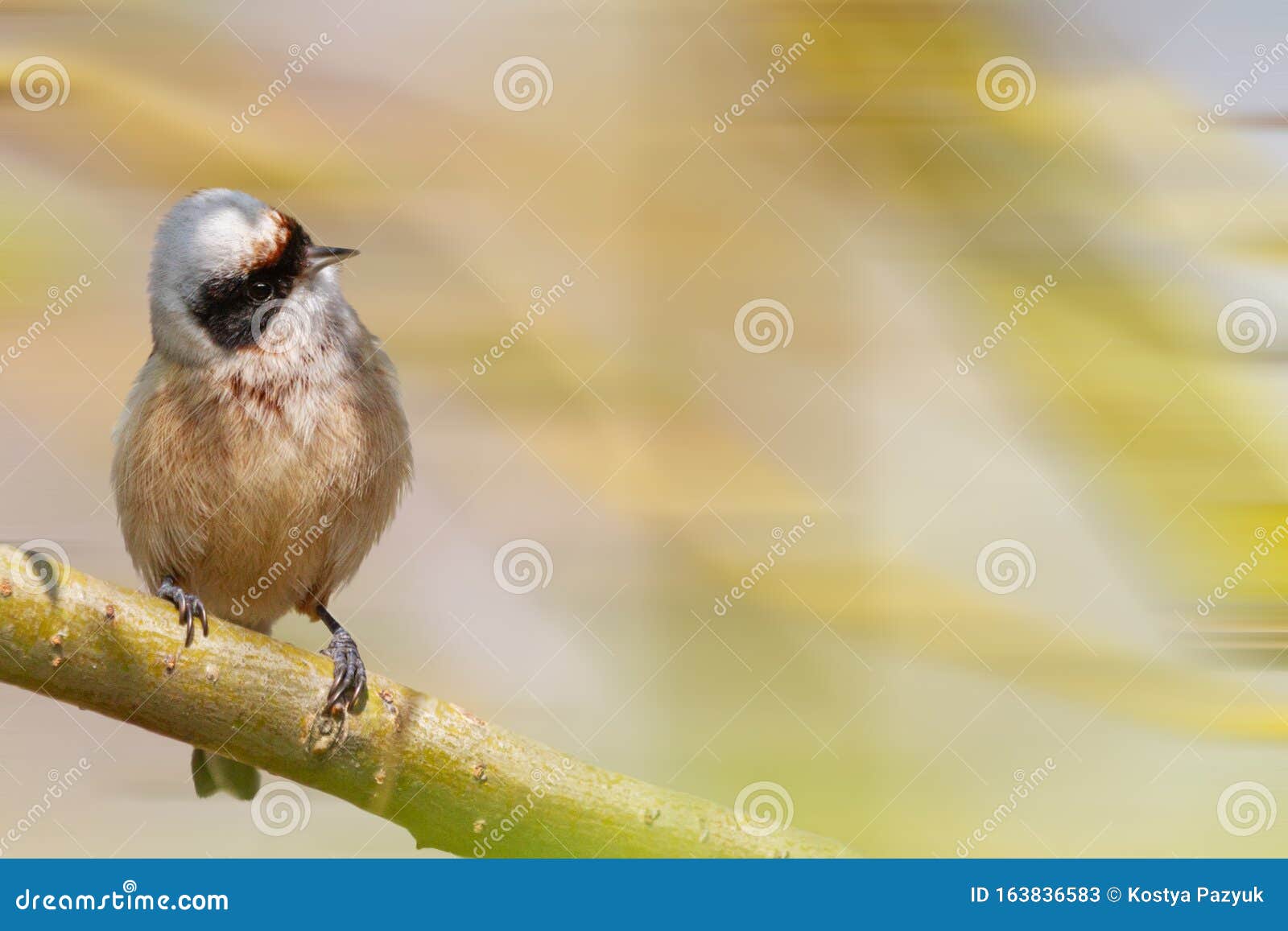 Curious Bird with a Mask on Its Face Stock Image - Image of sitting ...