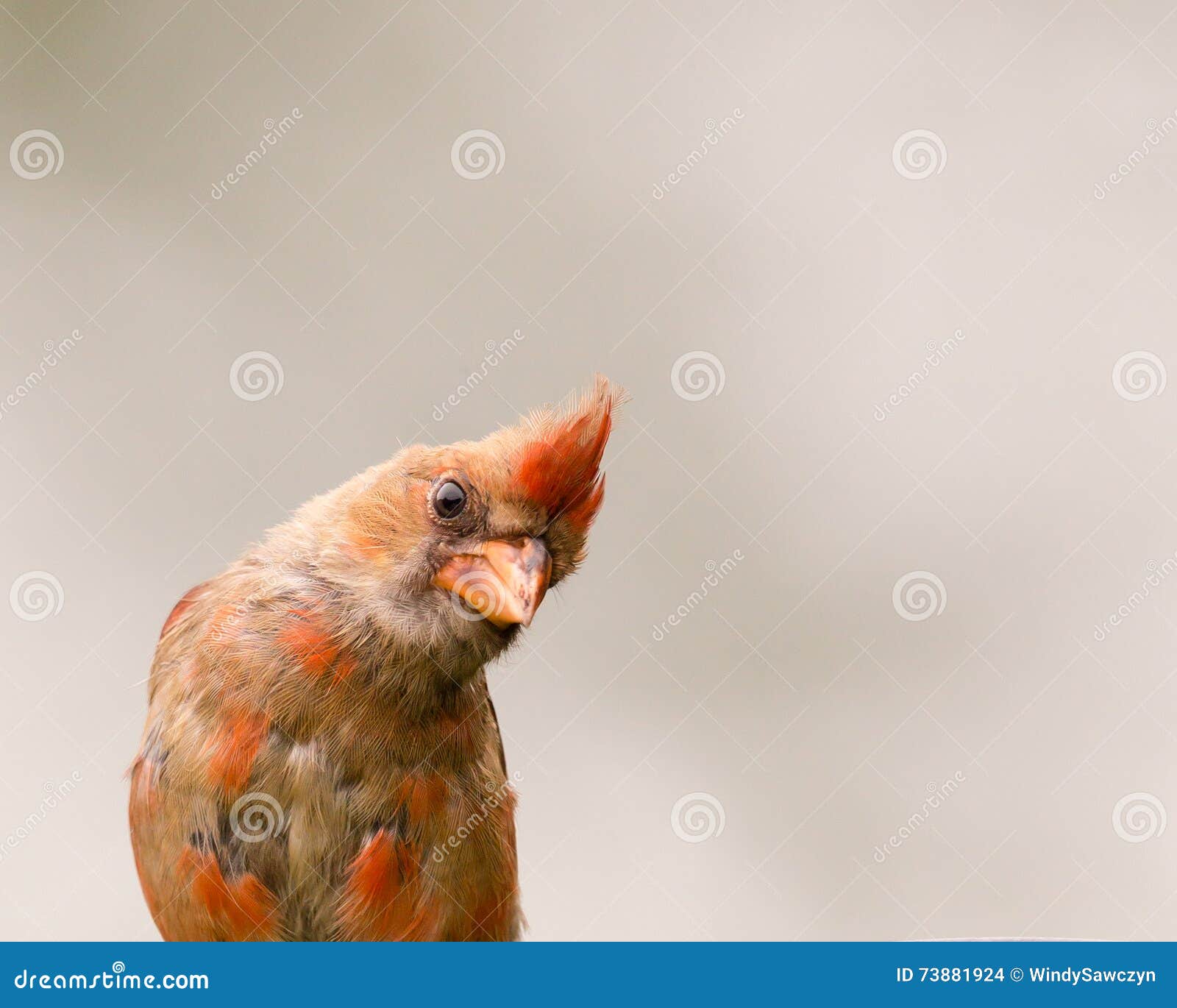 Curious Bird stock photo. Image of whitespace, looking - 73881924