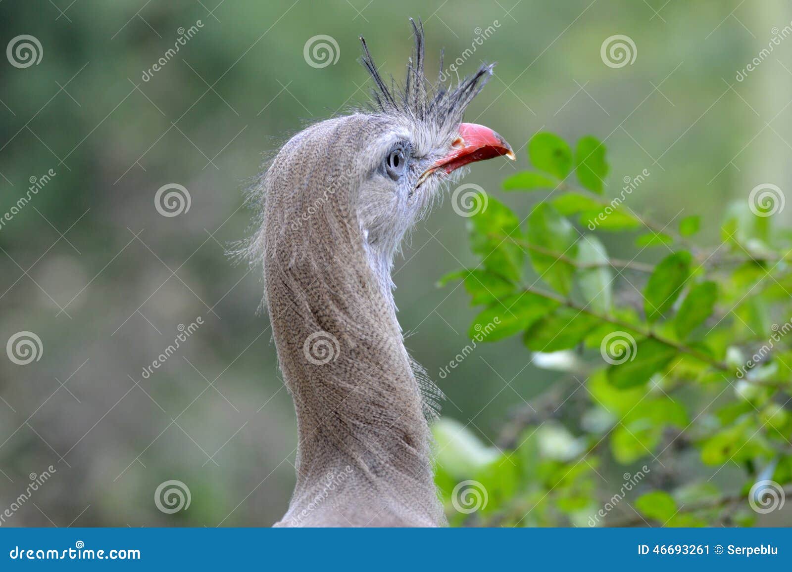 Curious Bird is Watching Over the Bushes Stock Image - Image of opening ...