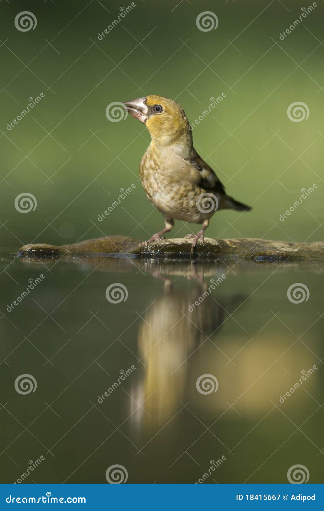 A Curious Bird is Watching Us Stock Image - Image of birdsong ...