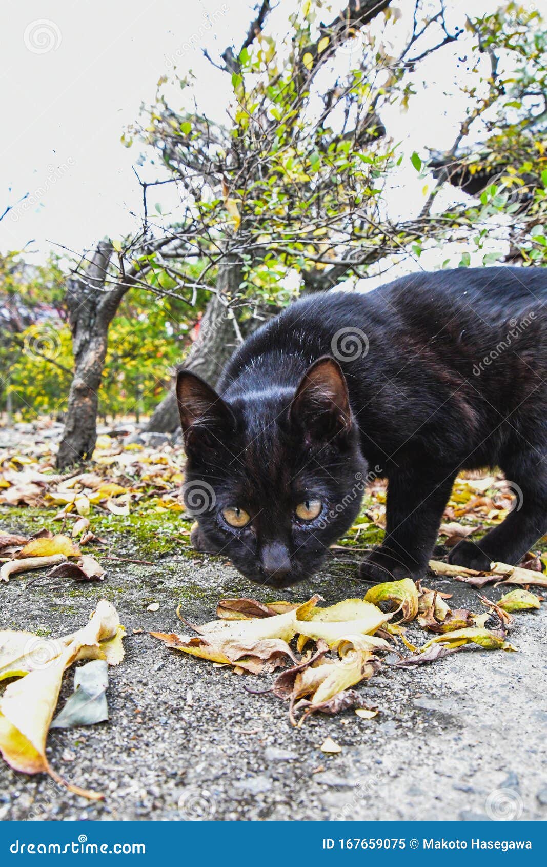 1,314 Black Cat Crouching Photos - Free & Royalty-Free Stock Photos ...