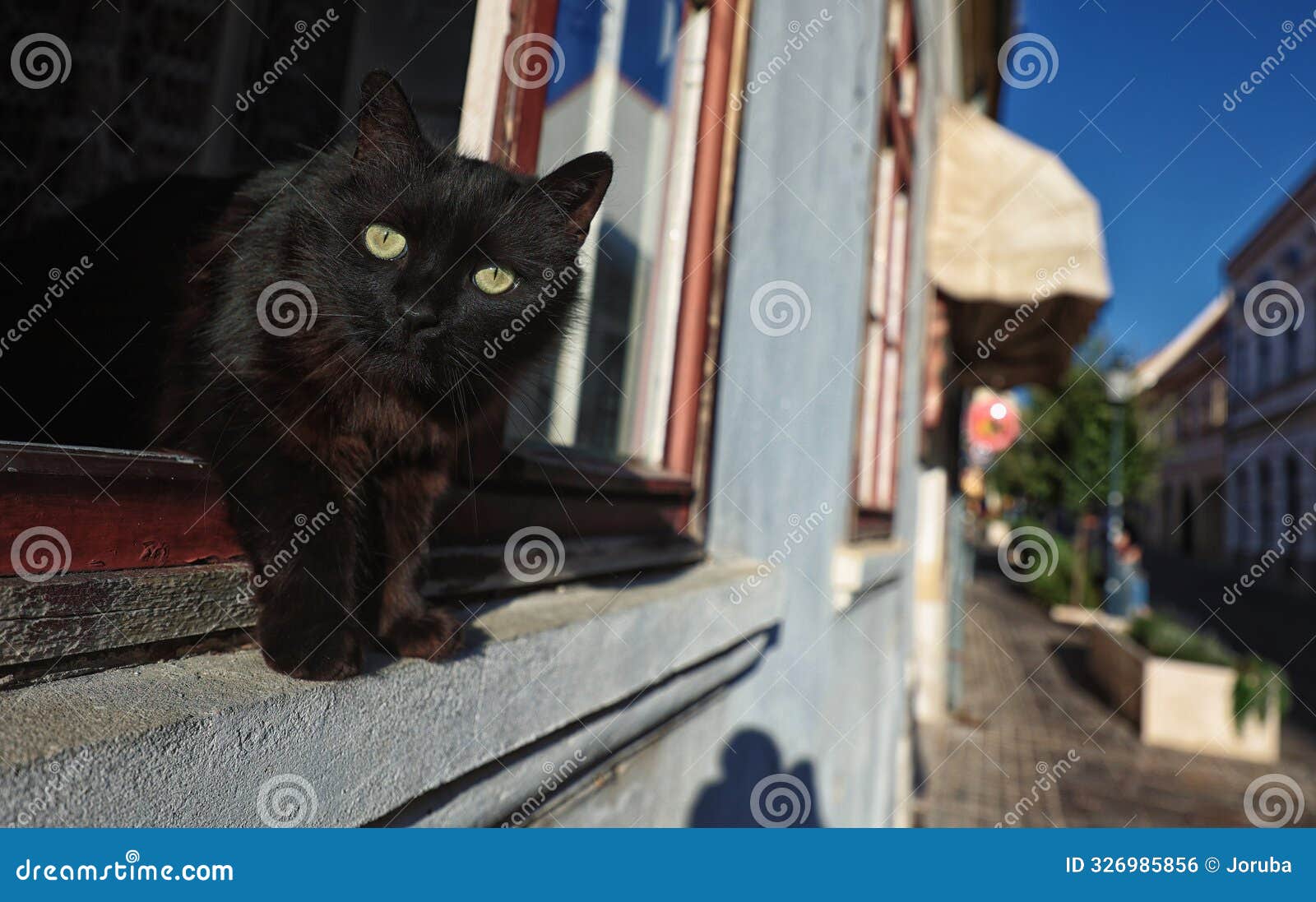 Curious Black Cat in Windows in City Stock Photo - Image of kitten ...
