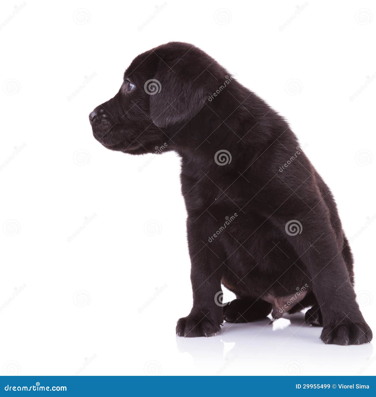 878 Curious Black Labrador Stock Photos - Free & Royalty-Free Stock ...