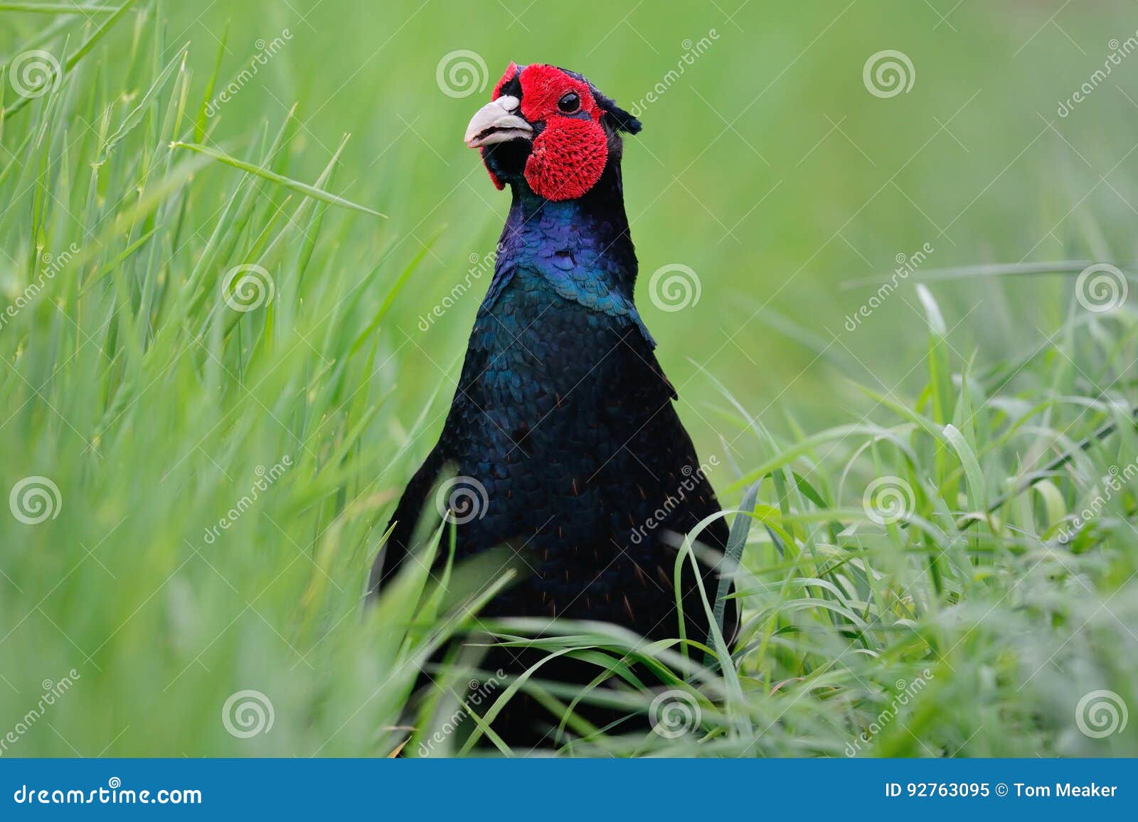 Curious black pheasant stock image. Image of rare, wildlife - 92763095