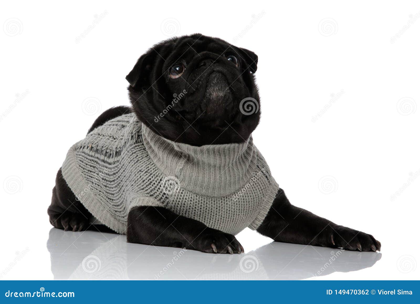 Curious Black Pug Looking Upwards and Waiting Stock Photo - Image of ...