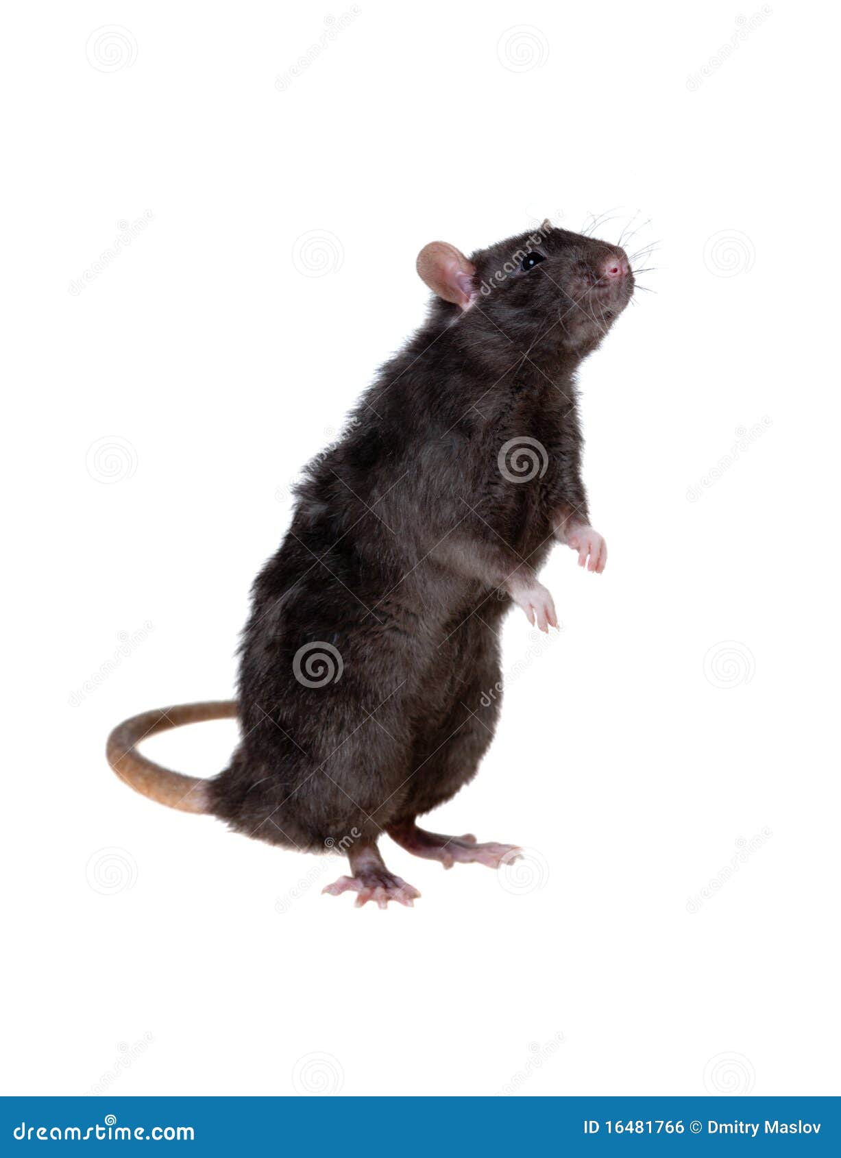 Curious Black Rat Royalty Free Stock Image - Image: 16481766