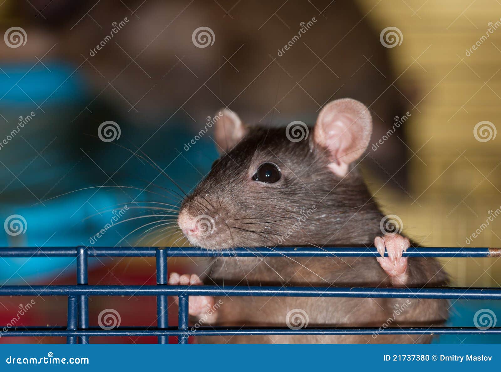 The curious black rat stock photo. Image of black, look - 21737380