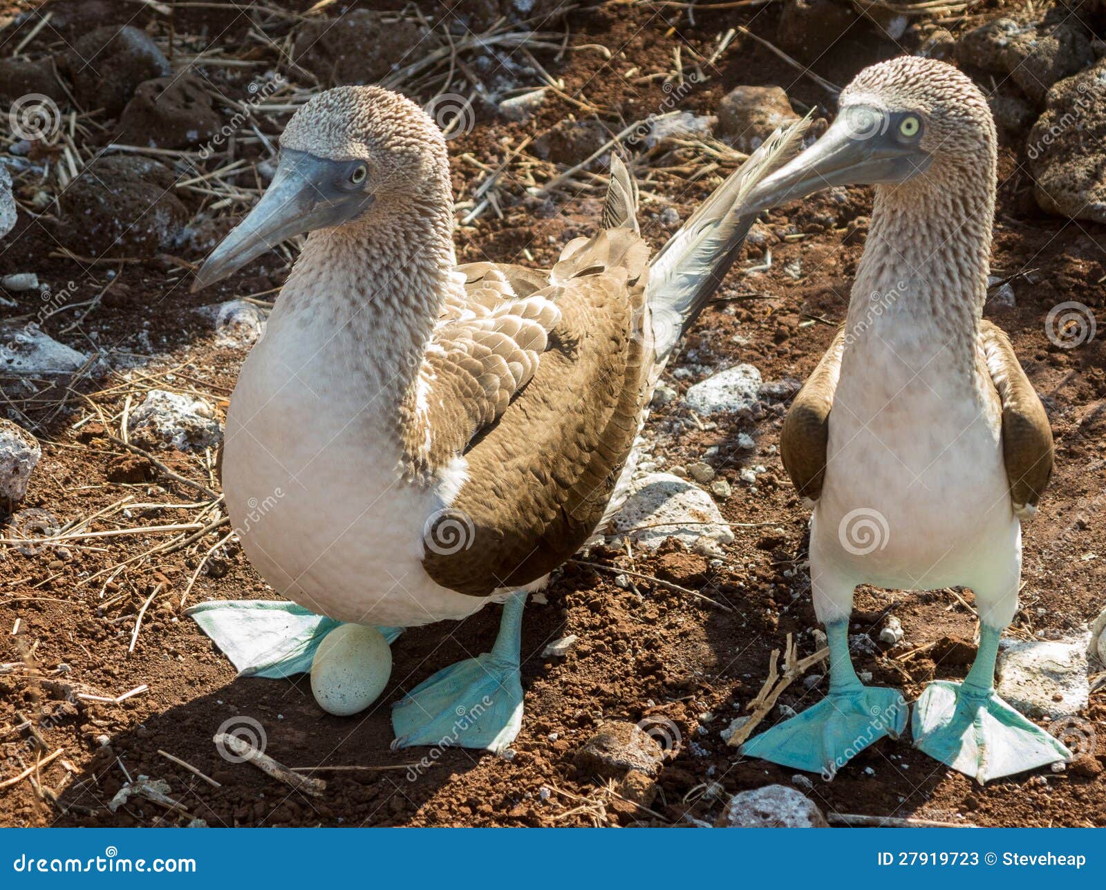 Curious Blue Footed Booby Seabirds on Galapagos Stock Image - Image of ...