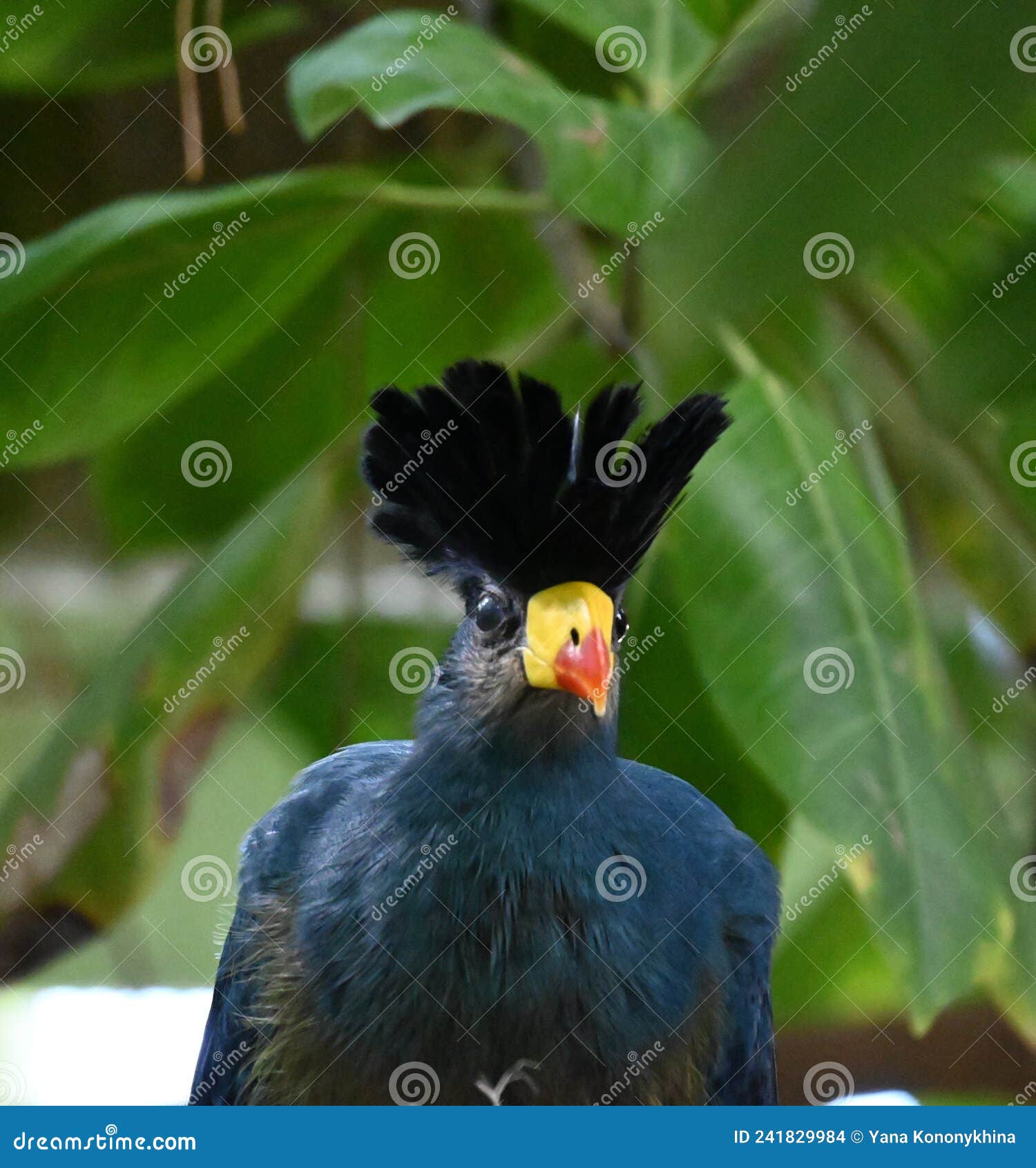 Curious bird stock photo. Image of finch, wildlife, plant - 241829984