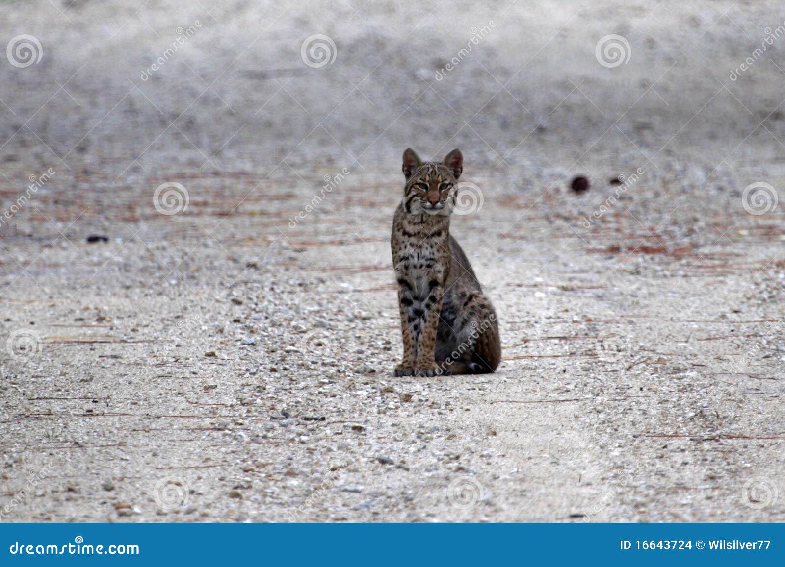 Bobcat Swamp Stock Photos - Free & Royalty-Free Stock Photos from ...